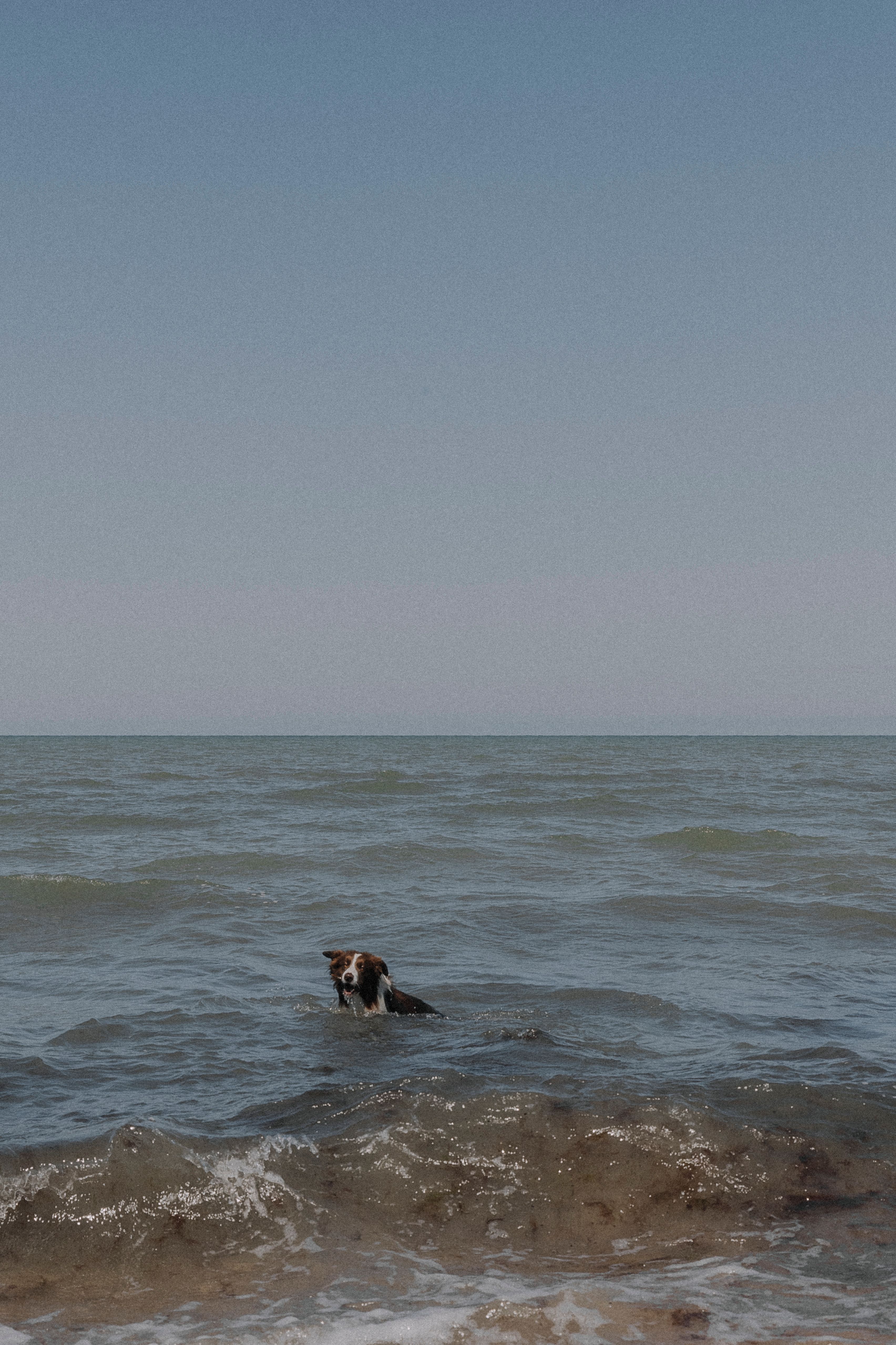 Dog in Sea · Free Stock Photo