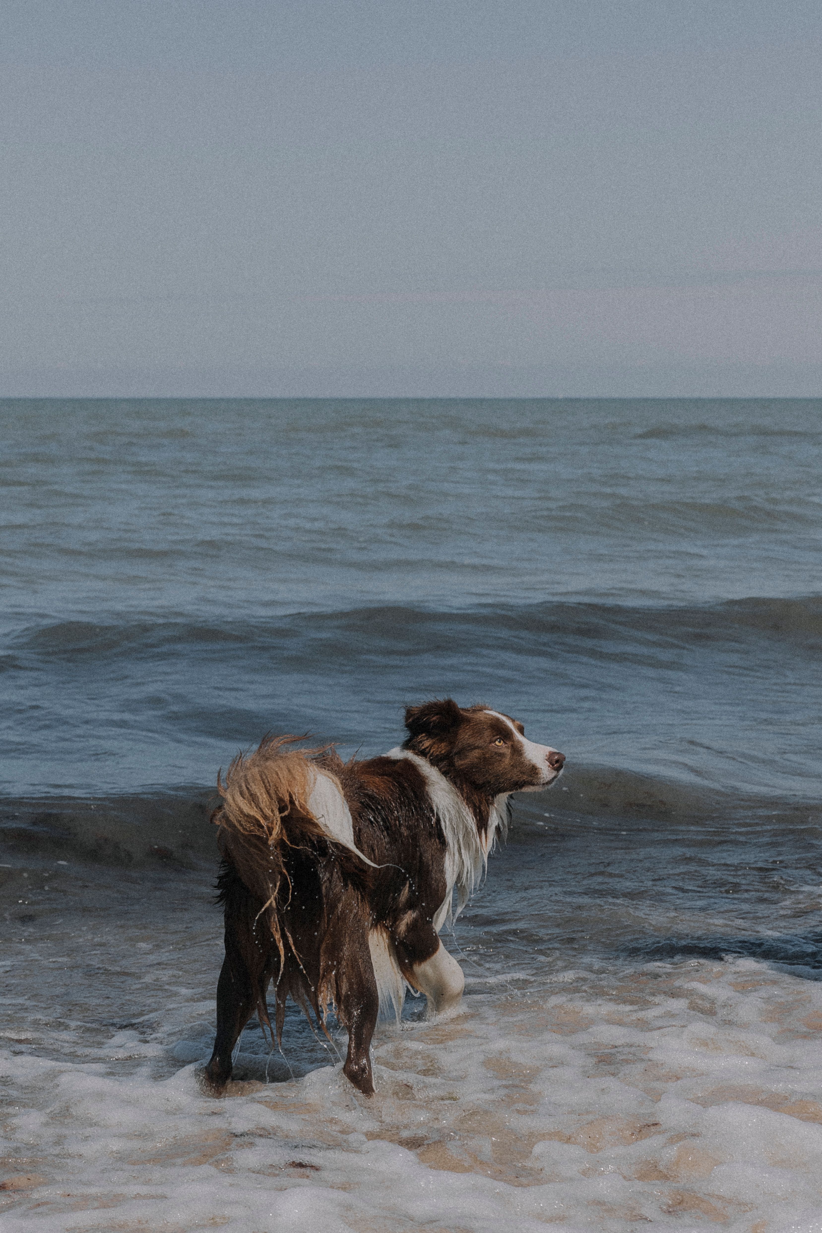 Dog 512x512 Photos, Download The BEST Free Dog 512x512 Stock Photos ...