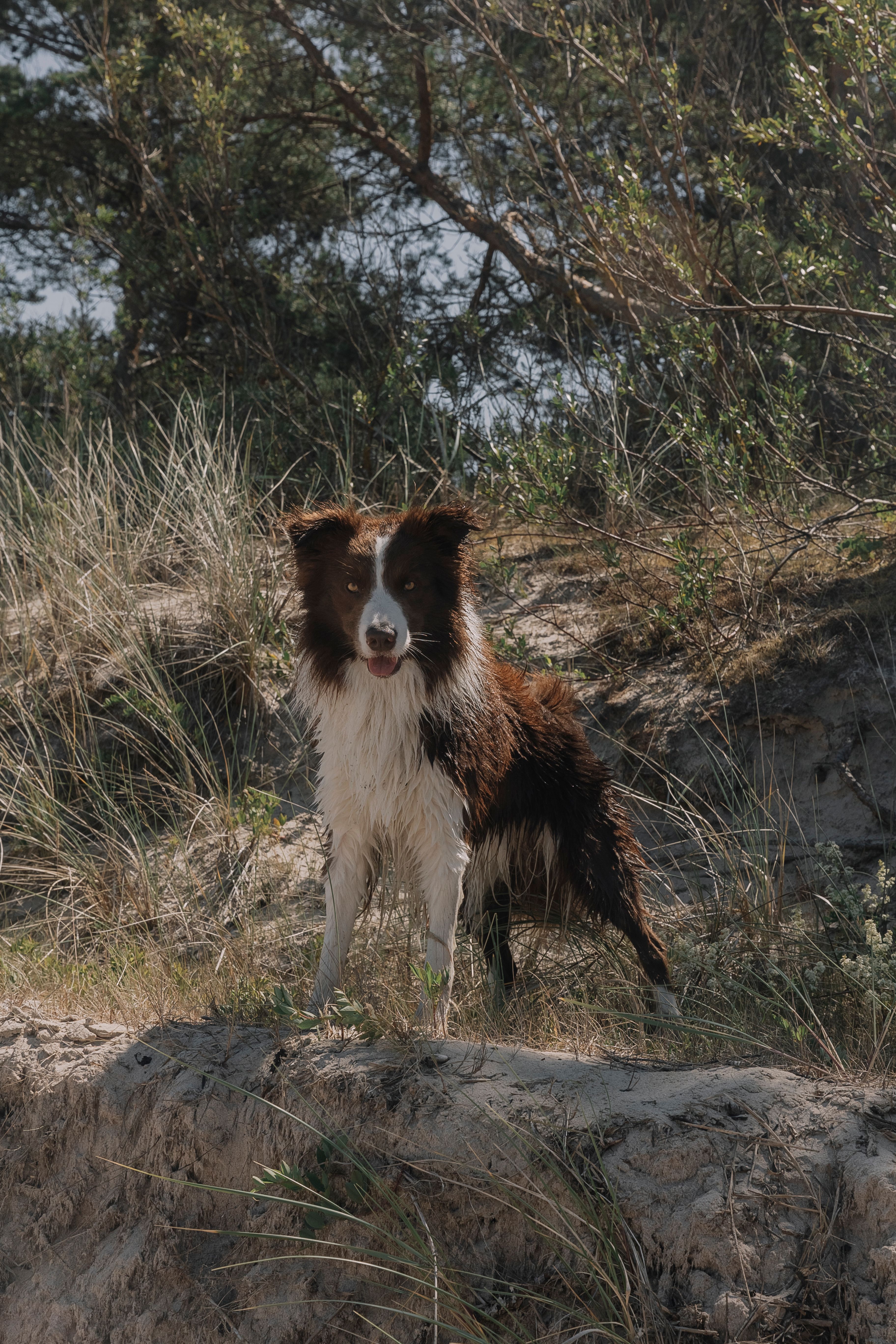 Close up of Border Collie Dog · Free Stock Photo
