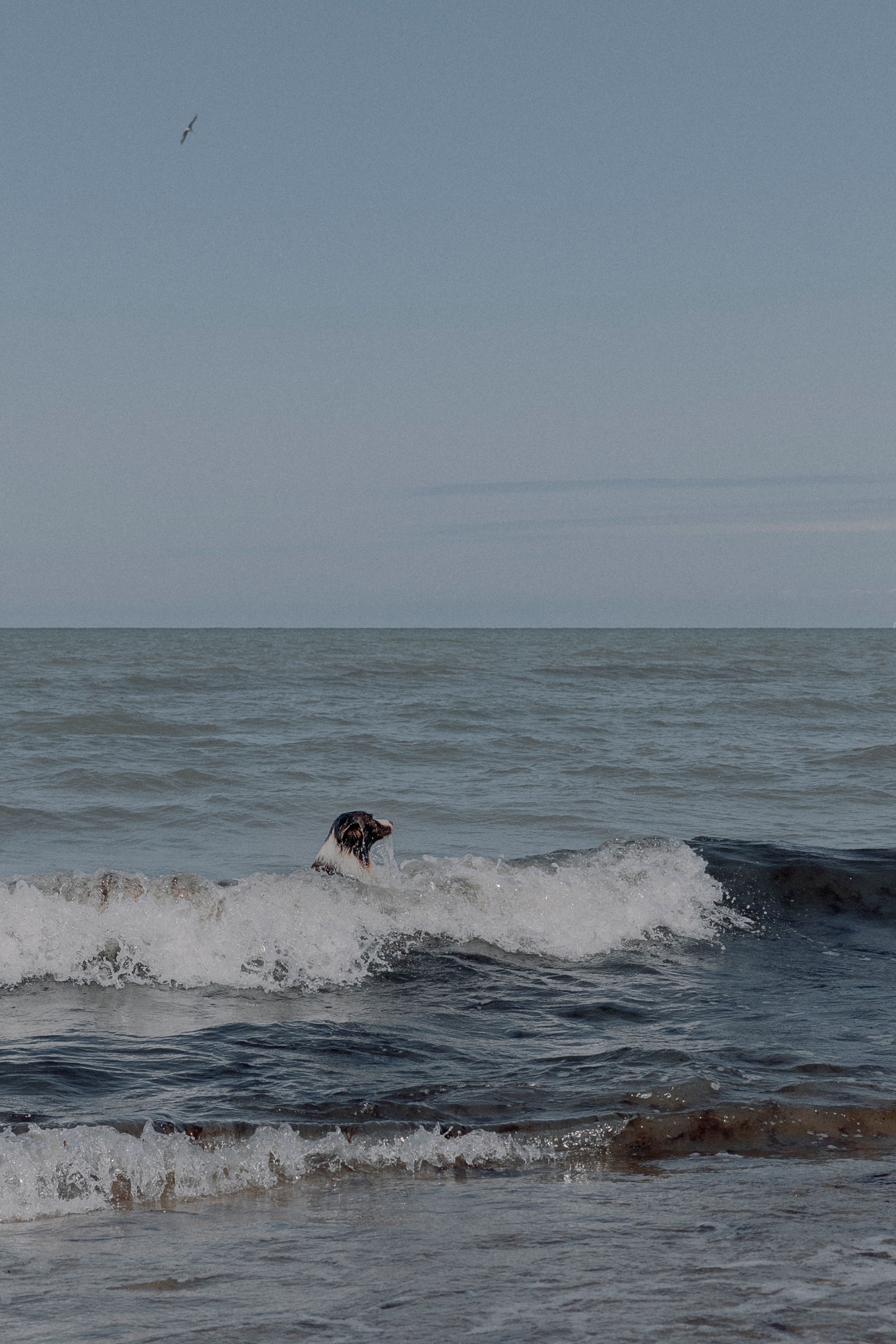 Dog on Waves on Sea Shore · Free Stock Photo