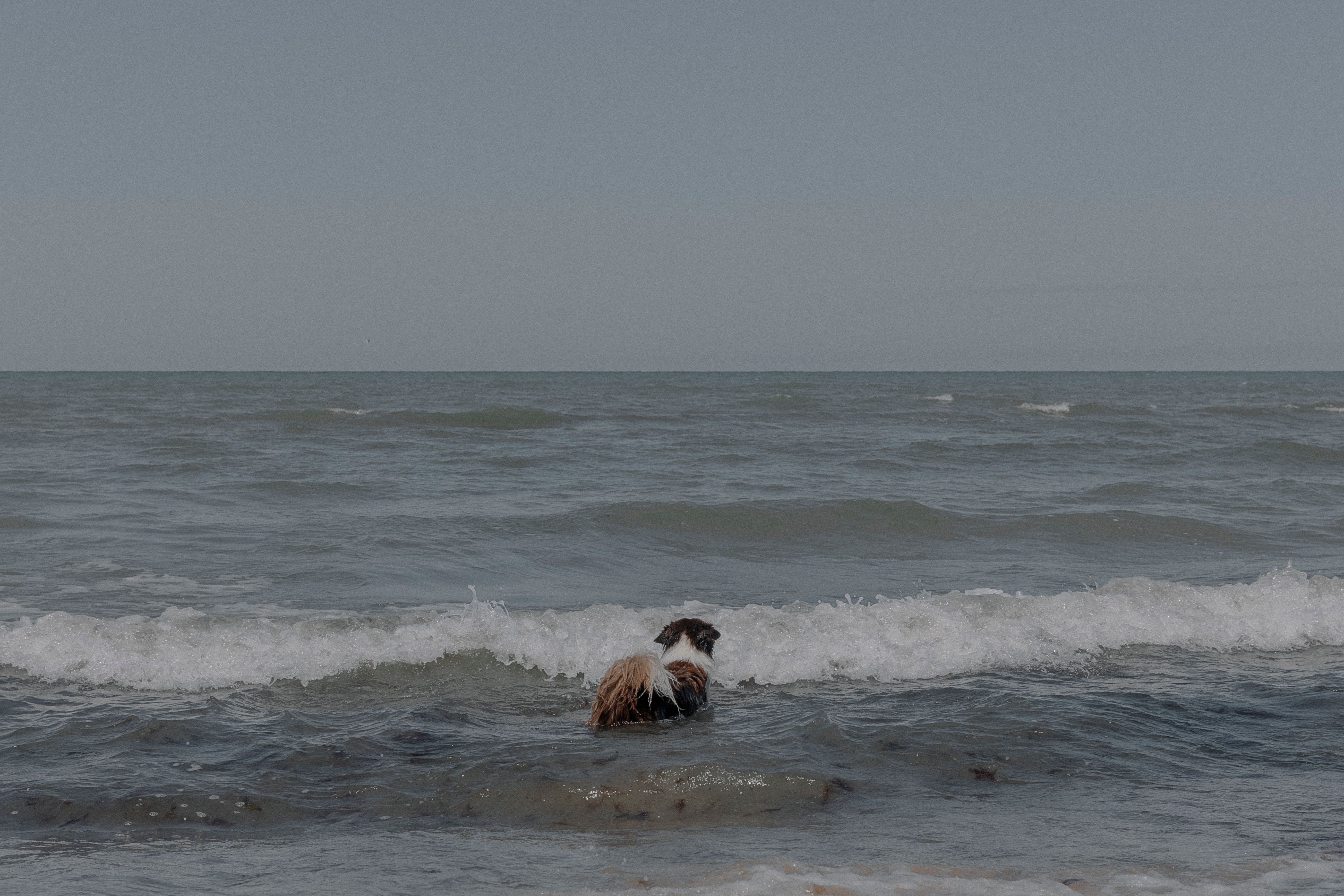 Dog on Sea Shore · Free Stock Photo