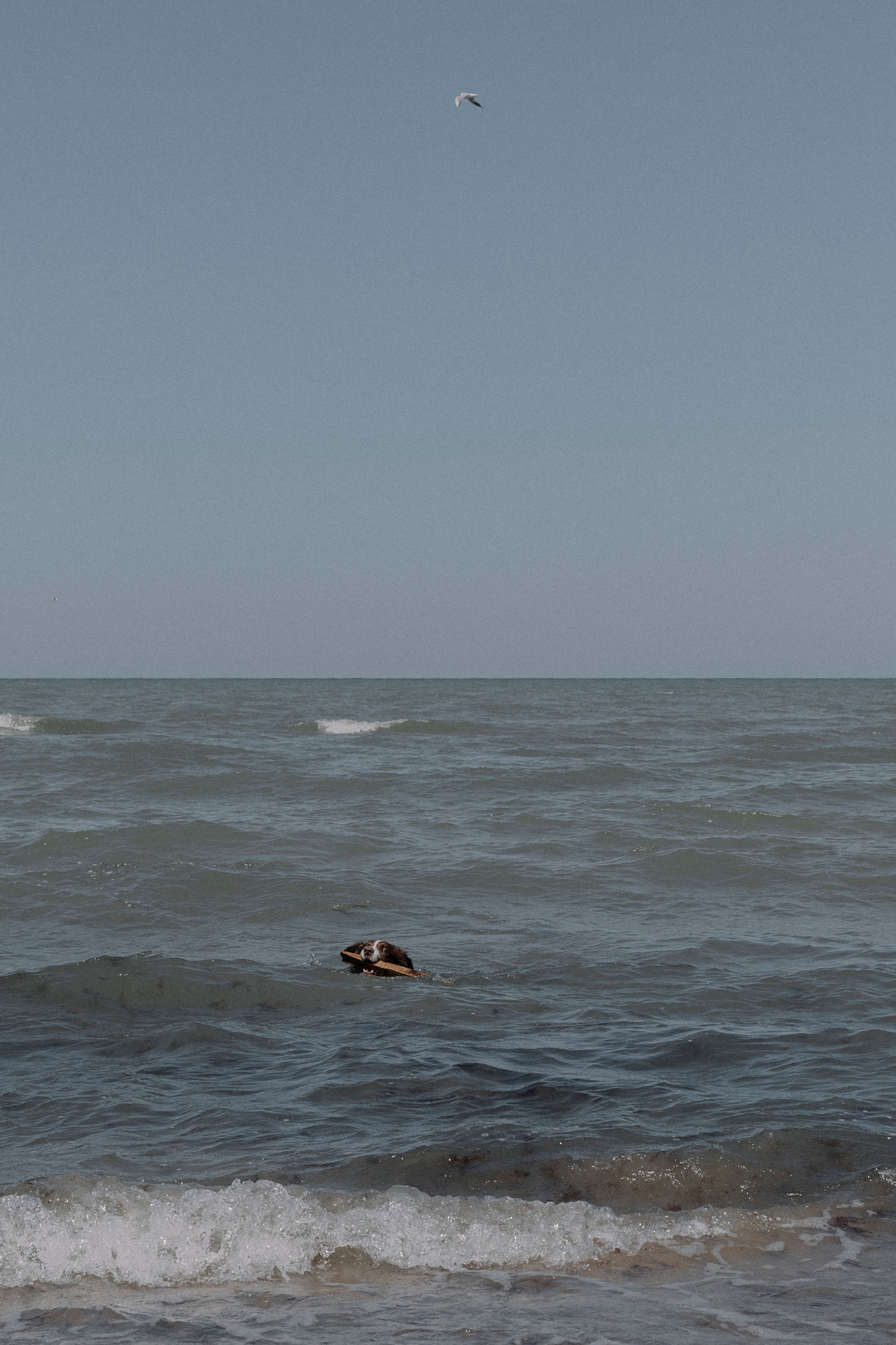 Border Waves Photos, Download The BEST Free Border Waves Stock Photos ...