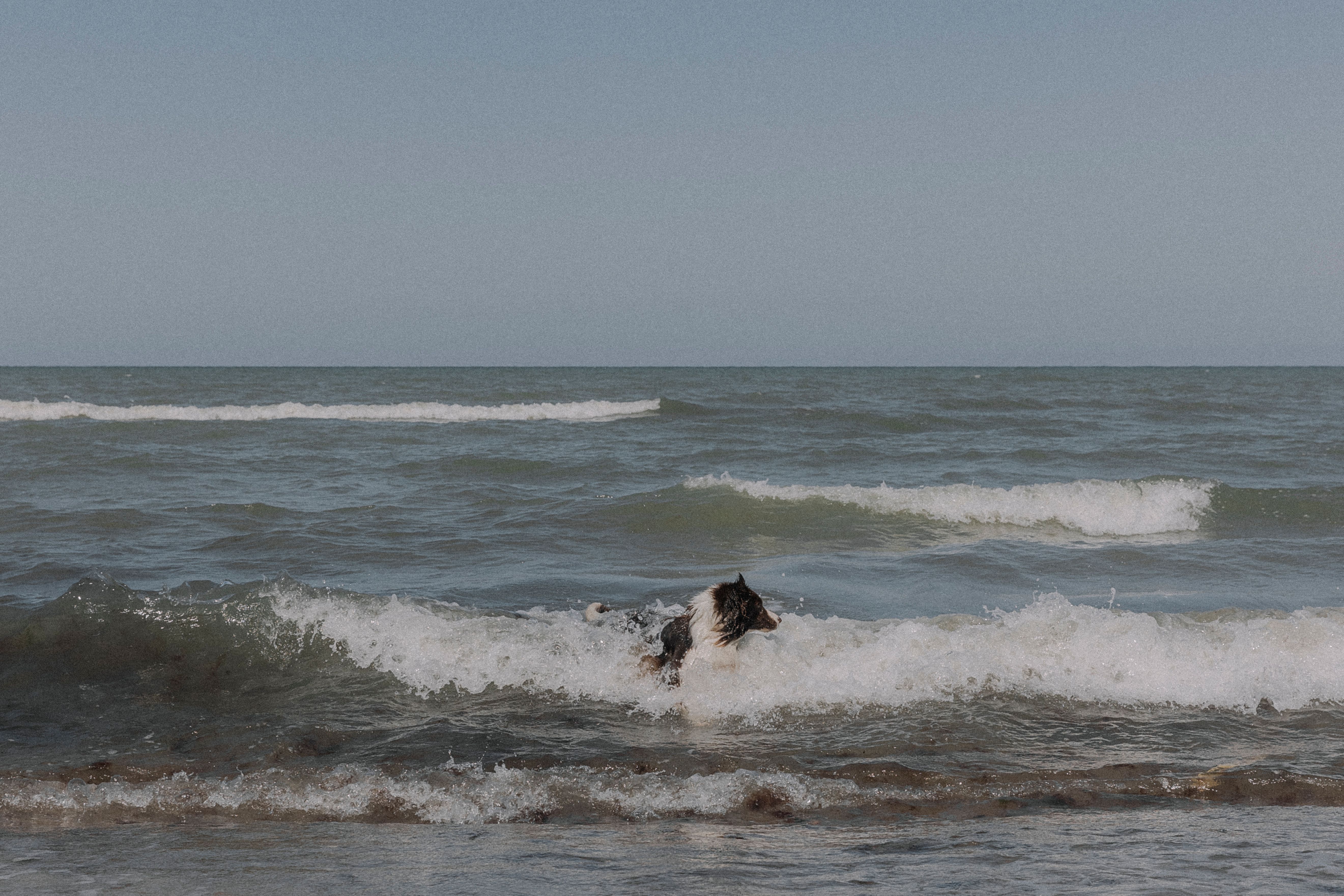 Border Waves Photos, Download The BEST Free Border Waves Stock Photos ...