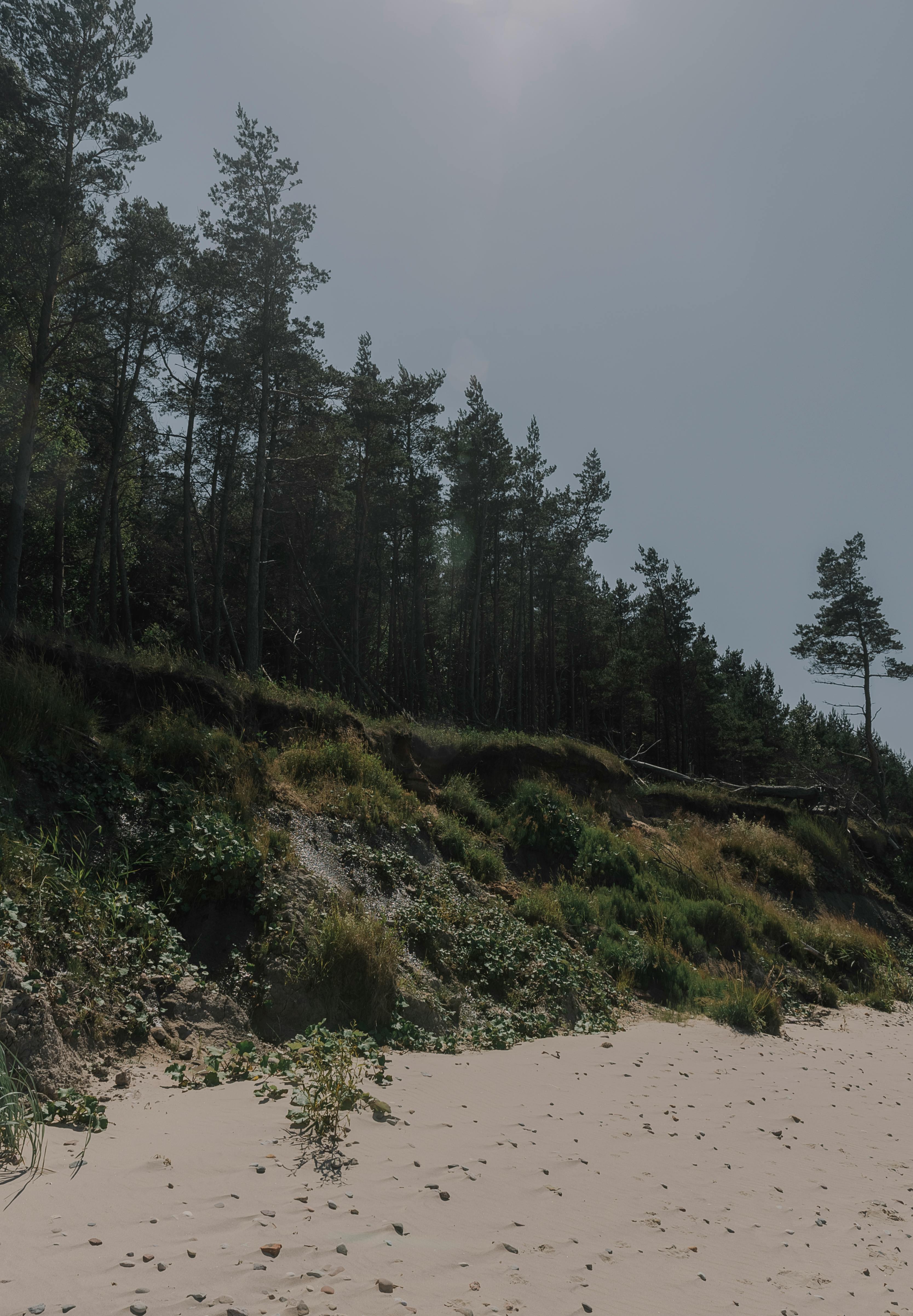 Beach and Forest · Free Stock Photo