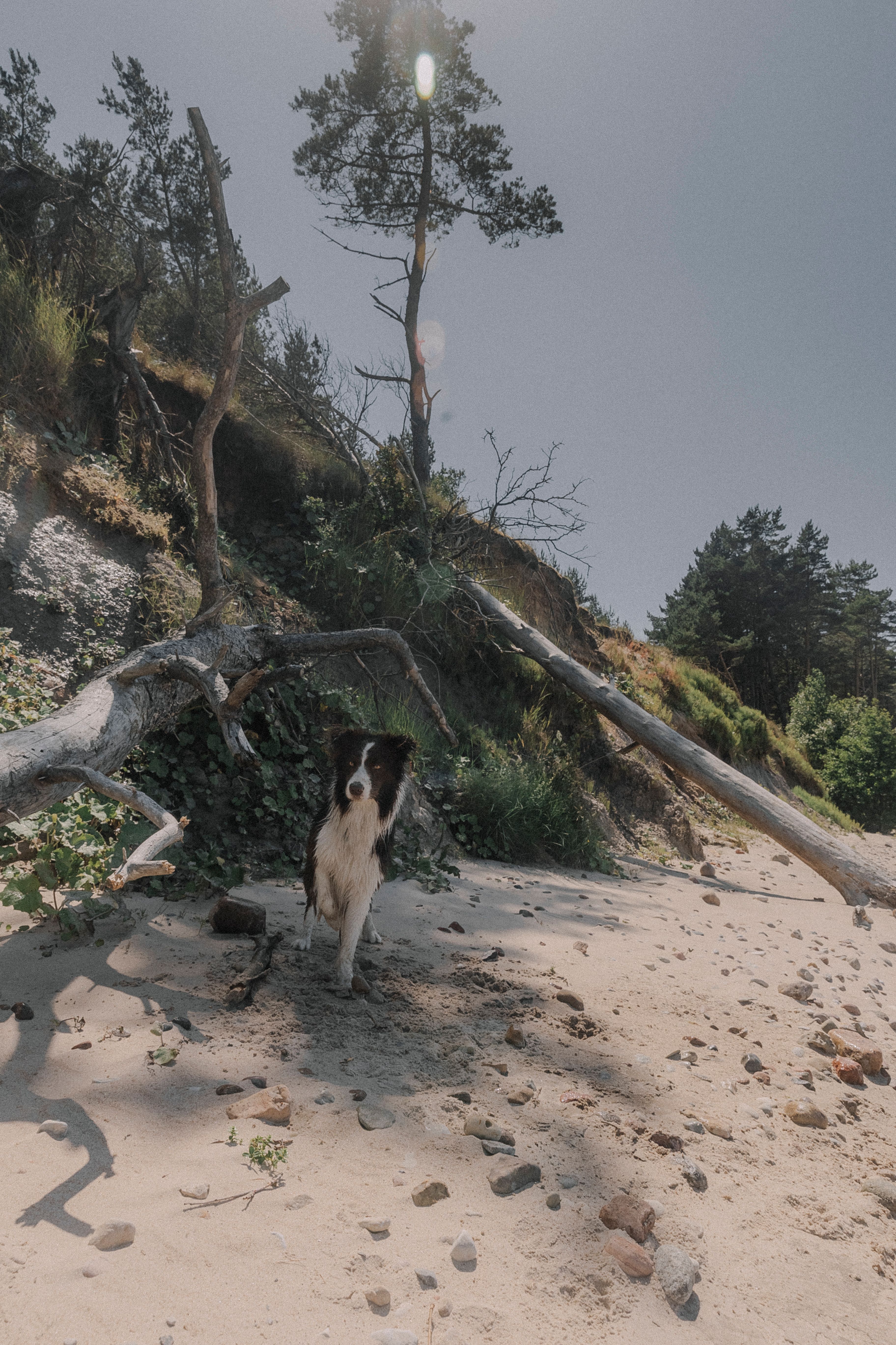 Dog among Broken Trees on Beach · Free Stock Photo