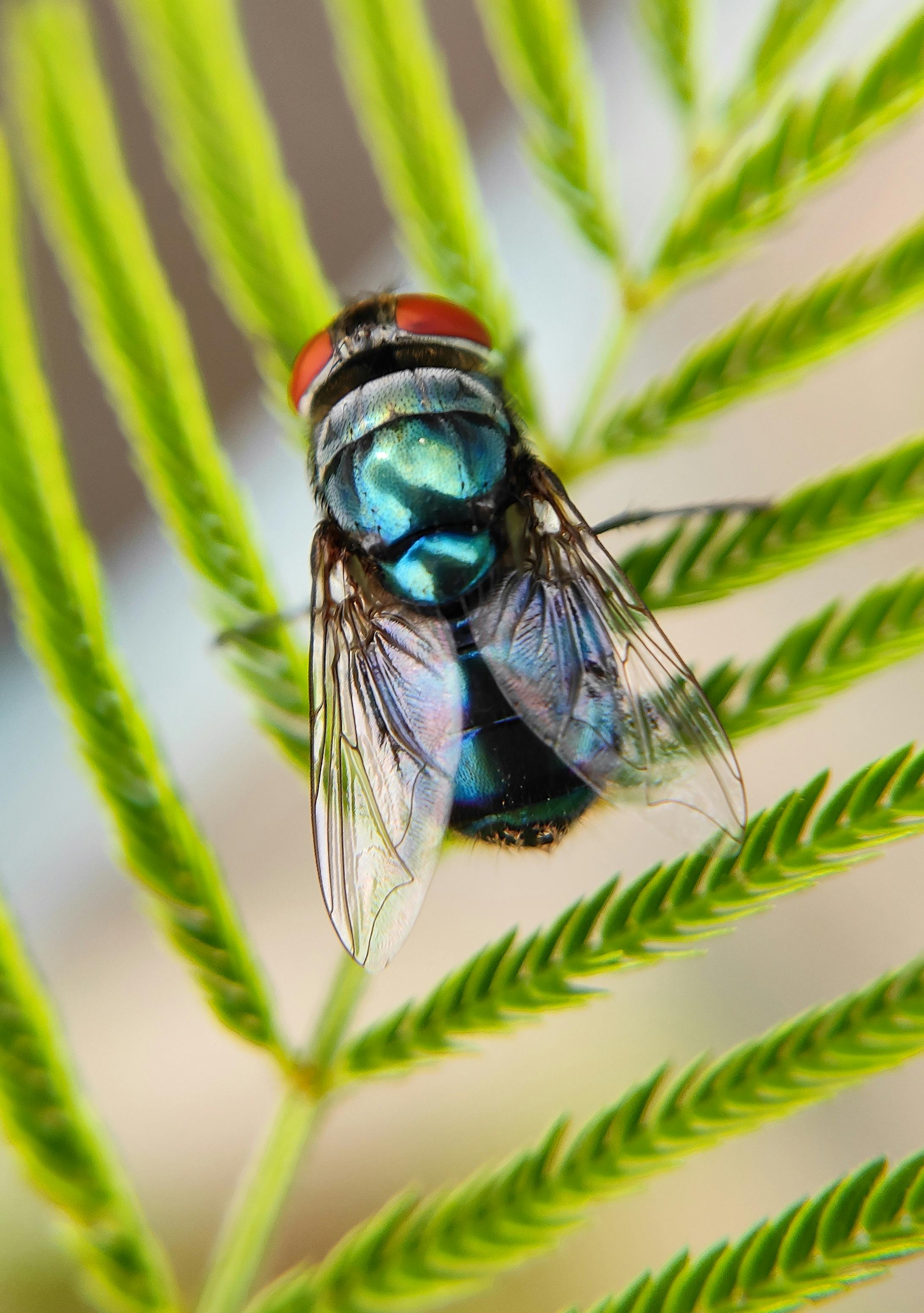 Fly Sitting on a Fern Leaf · Free Stock Photo