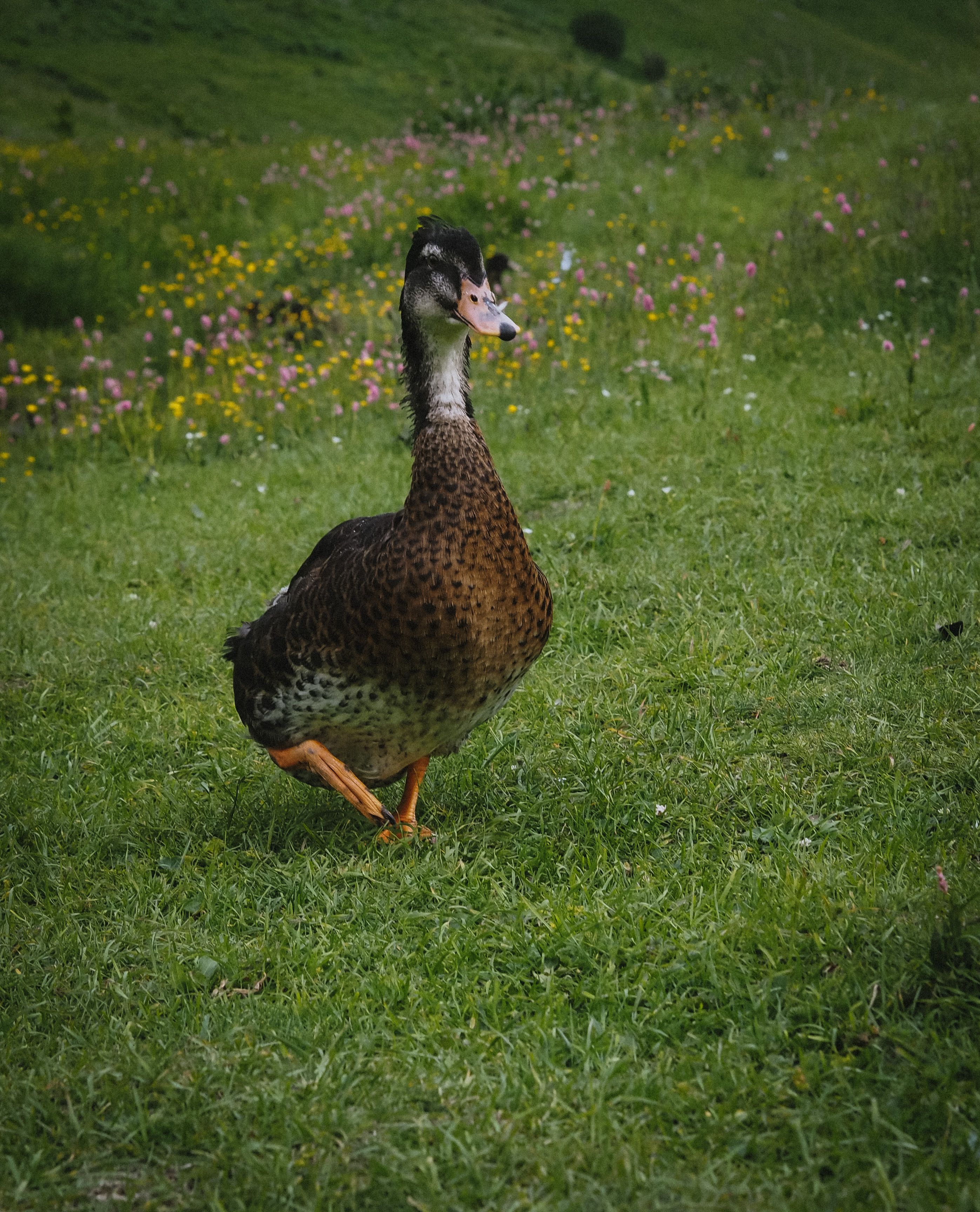 Wild Duck on a Field · Free Stock Photo