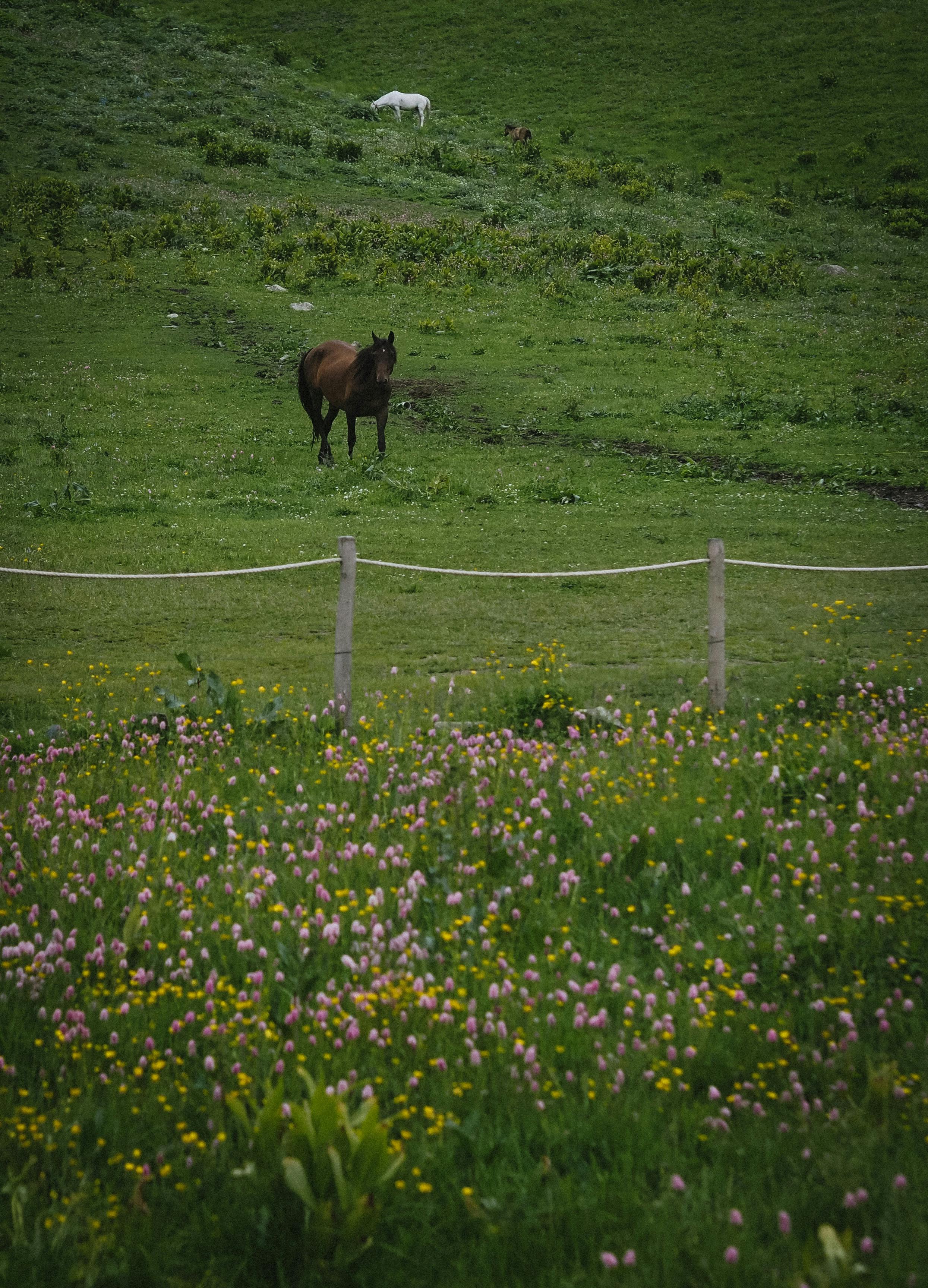 Animal 5 Stele Photos, Download The BEST Free Animal 5 Stele Stock ...