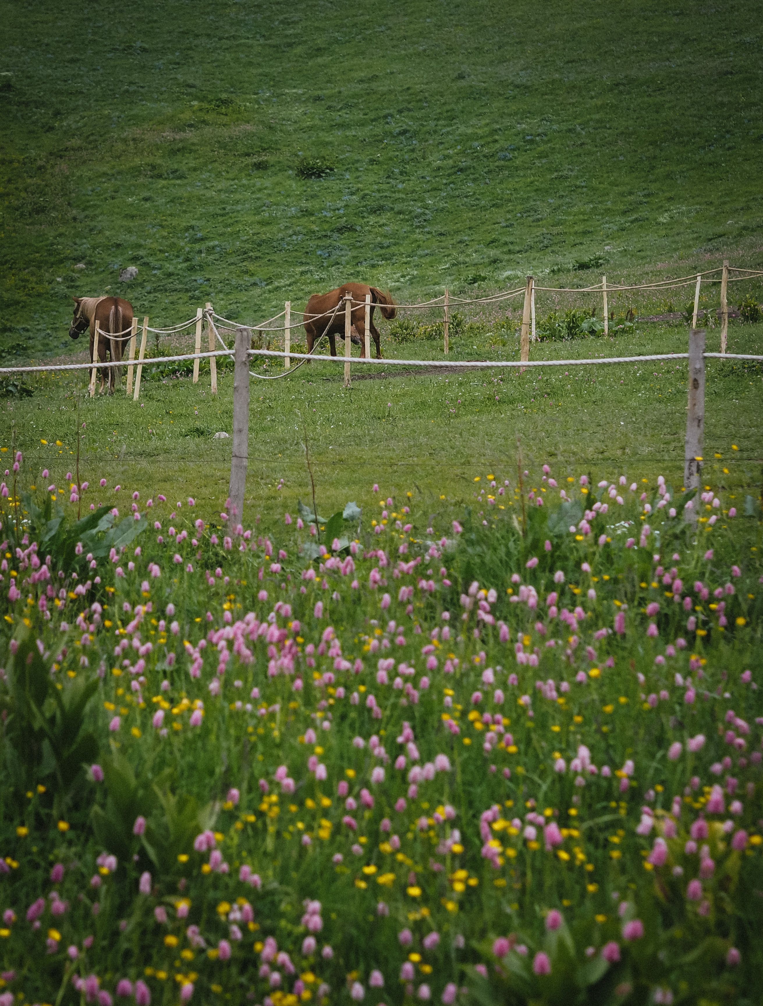 Flowers on Meadow with Horses on Pasture behind · Free Stock Photo