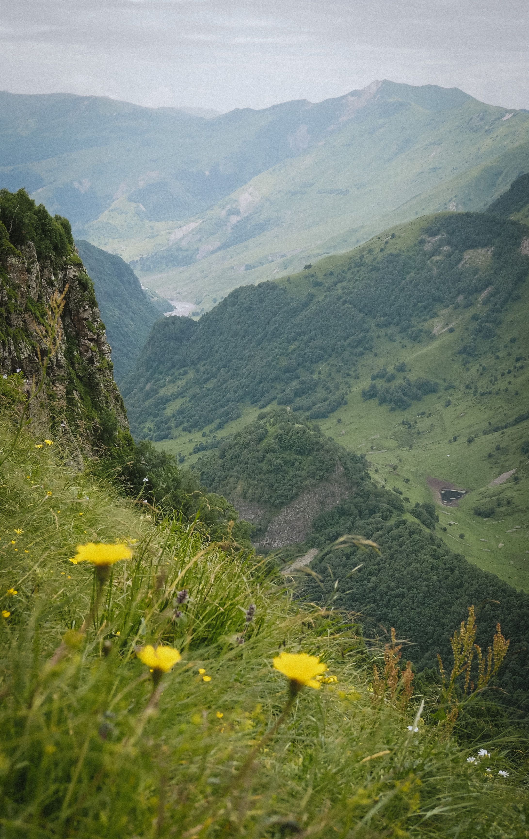 Yellow Flowers in a Valley · Free Stock Photo