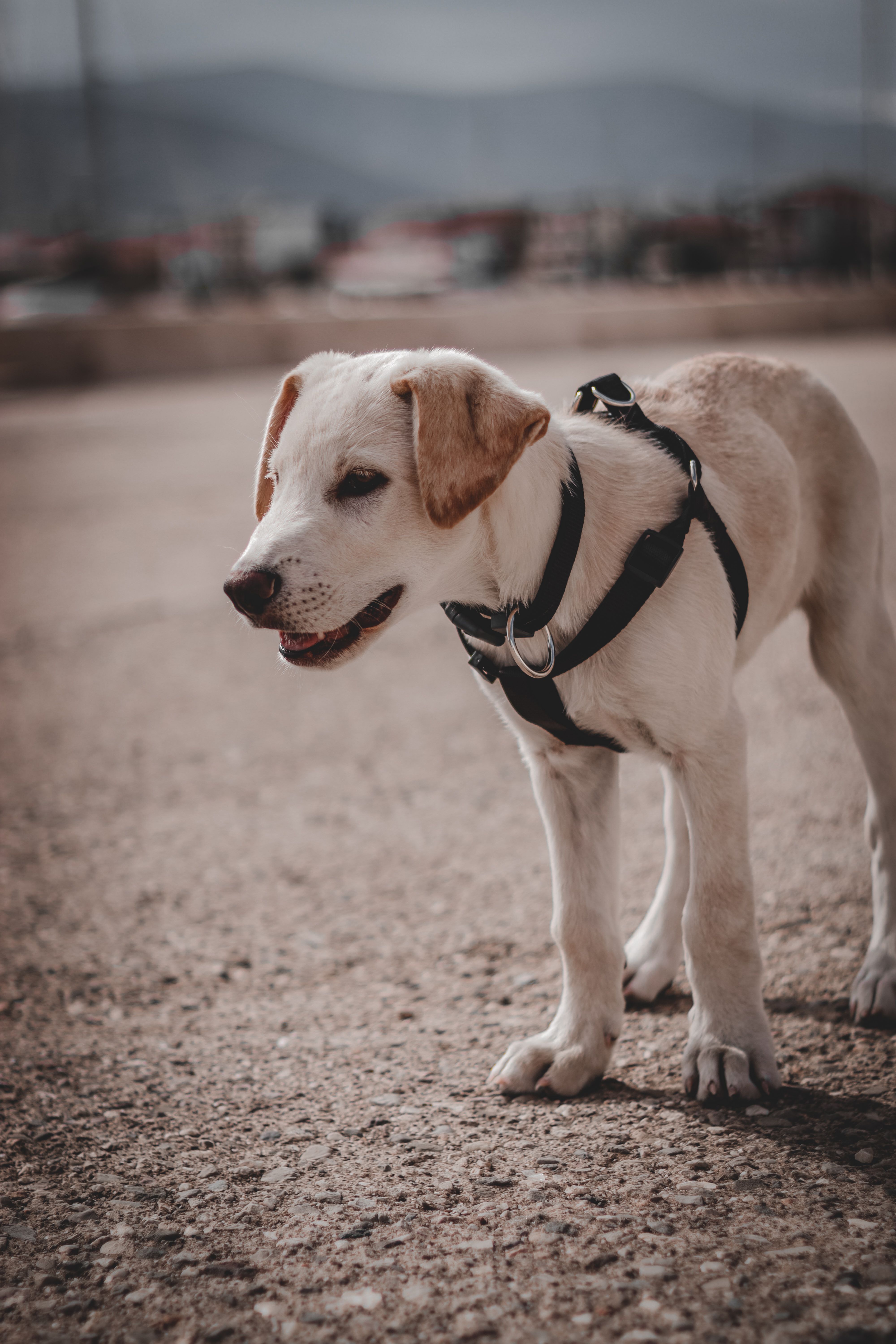 Dog in Collar · Free Stock Photo