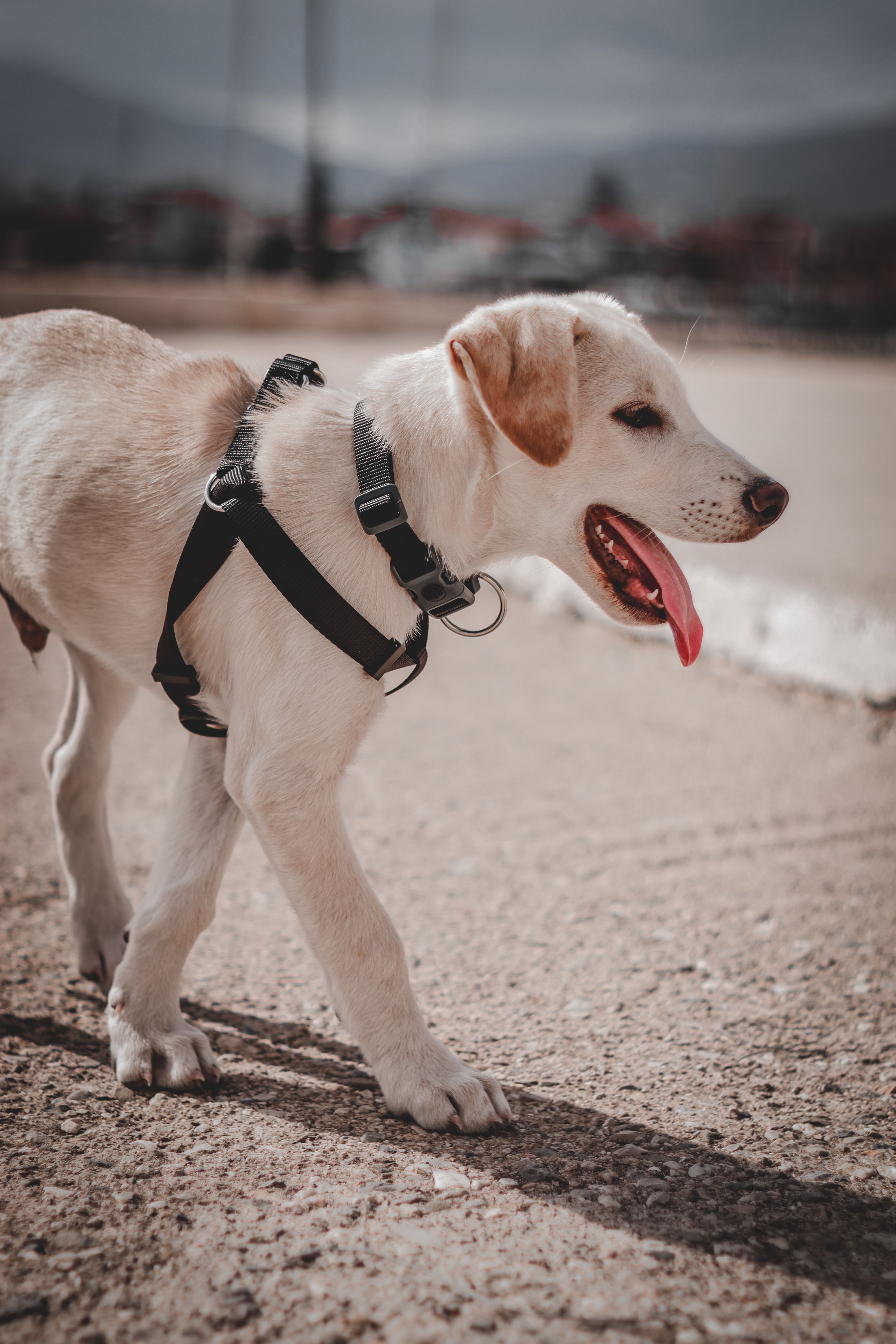 Dog Walking on a Road · Free Stock Photo