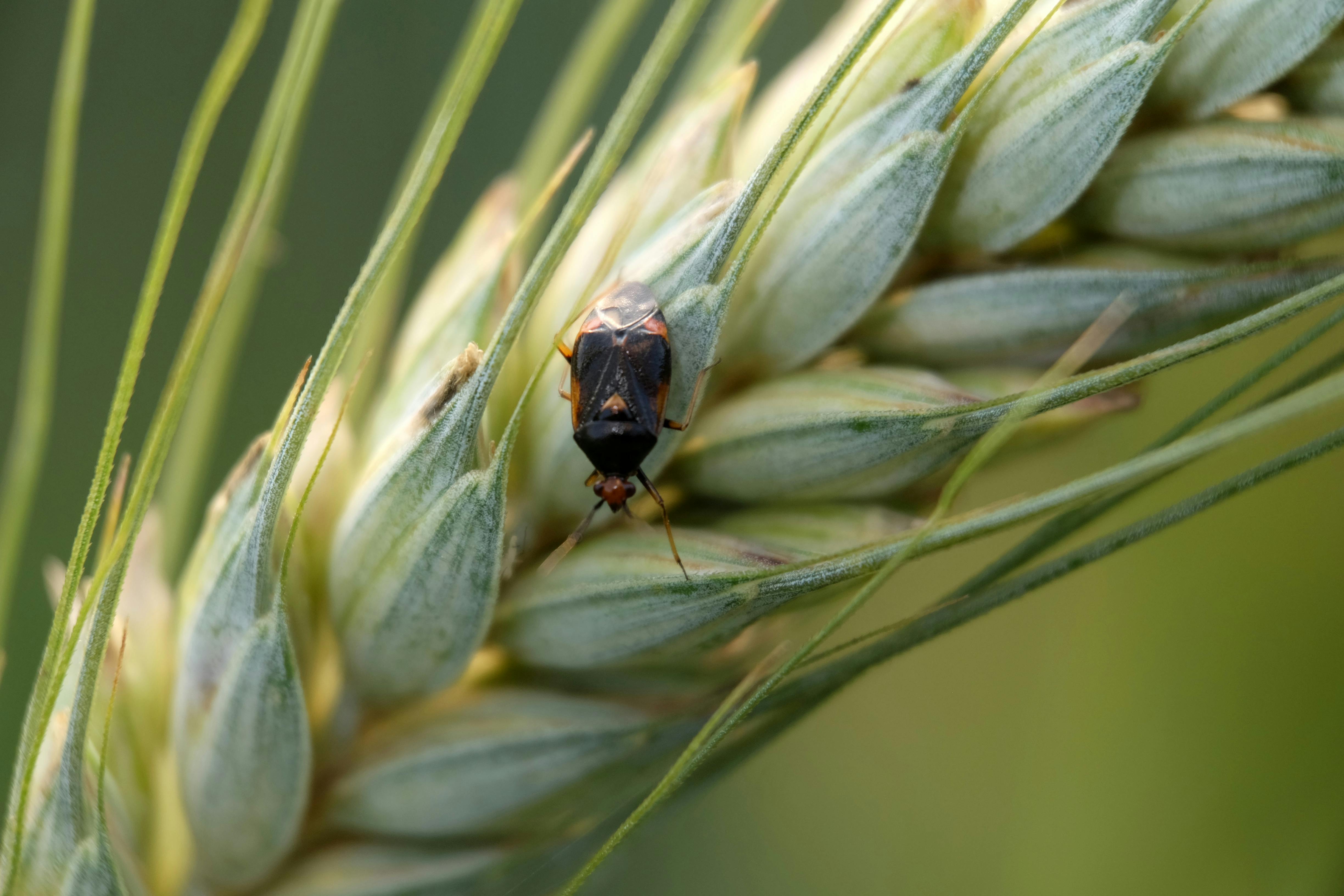 A bug is sitting on top of a wheat plant · Free Stock Photo