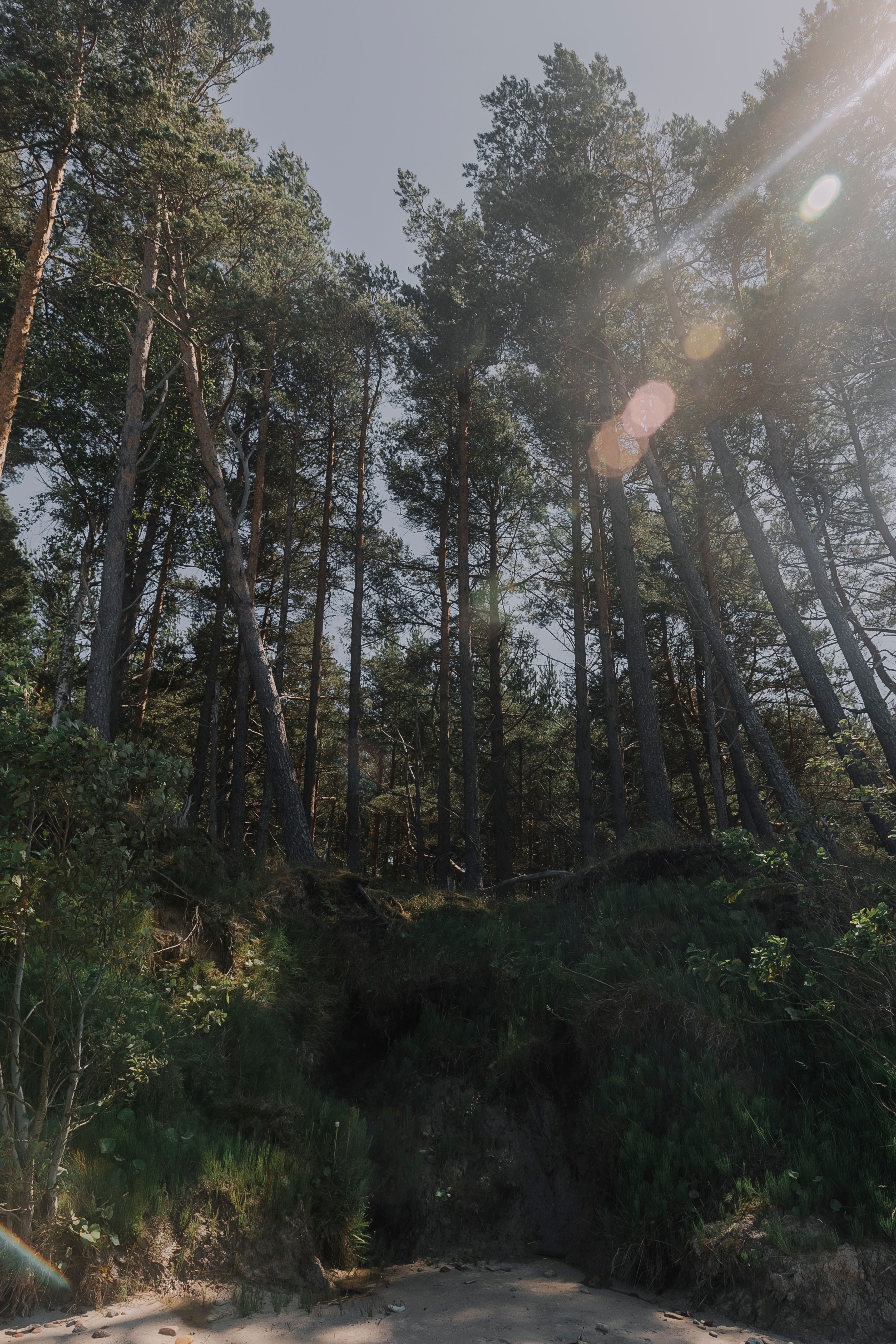 Edge of the Forest · Free Stock Photo