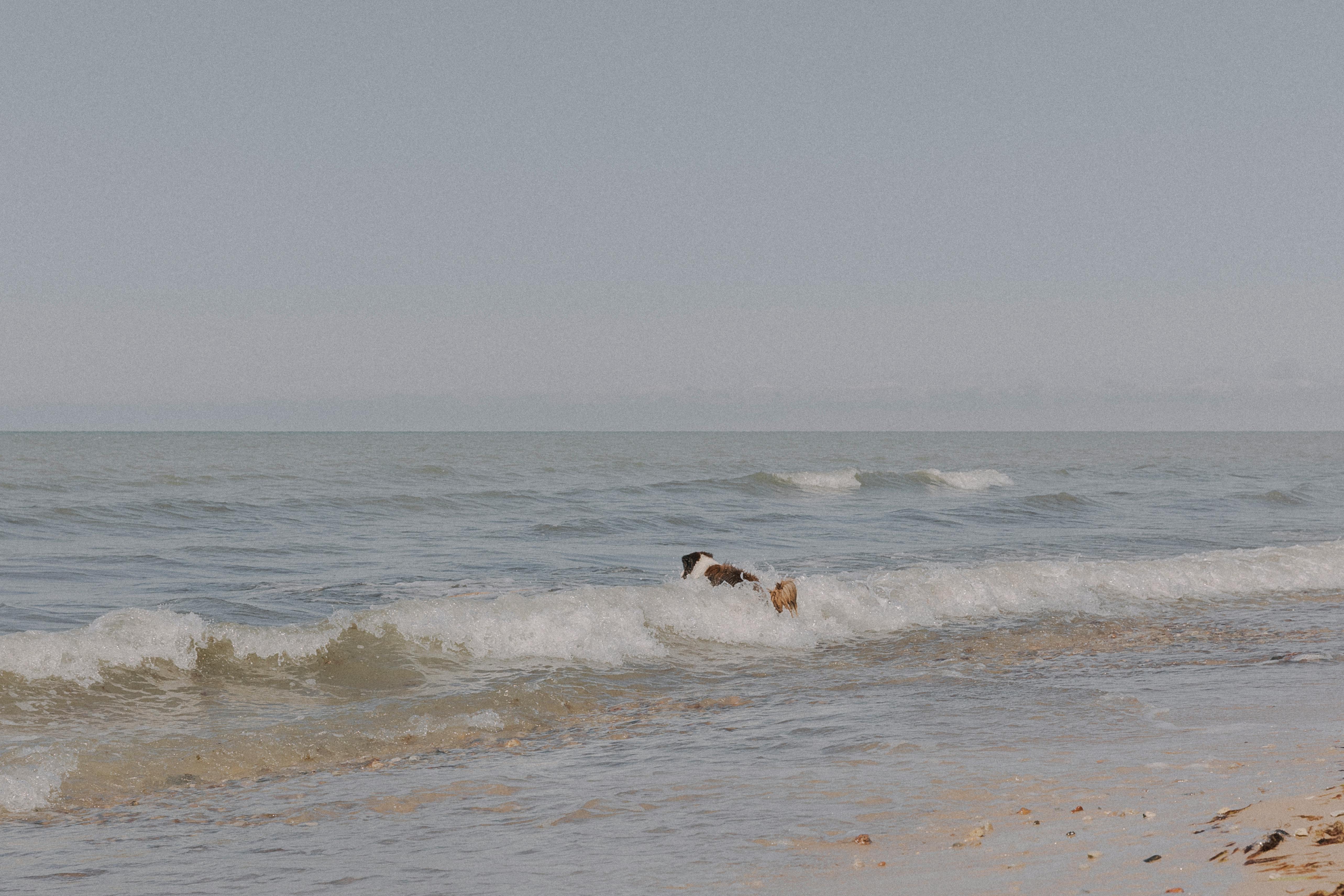 Flea Flicker Play Diagram Photos, Download The BEST Free Flea Flicker ...