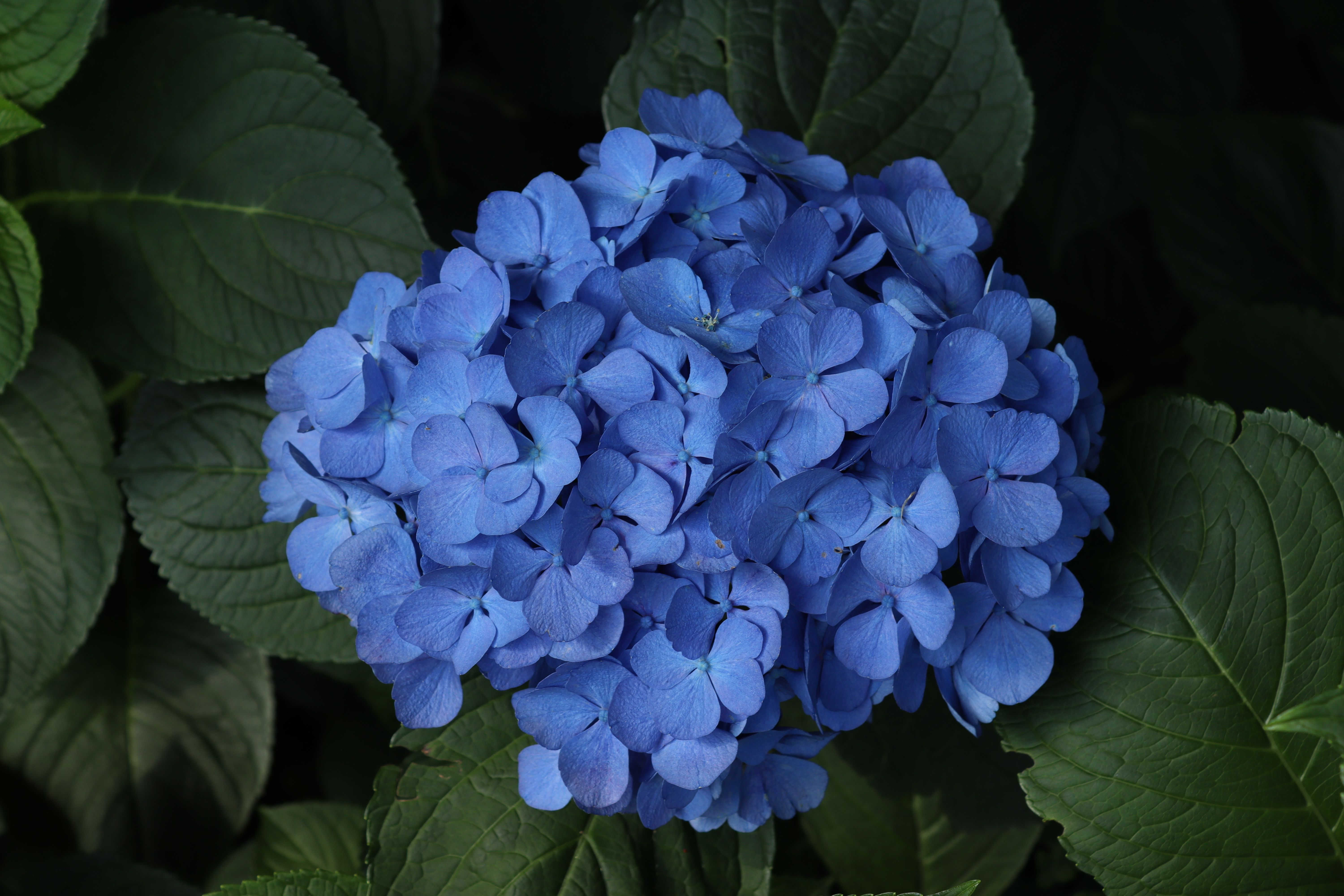 Close-up Photo of Blue Hydrangeas in Bloom · Free Stock Photo