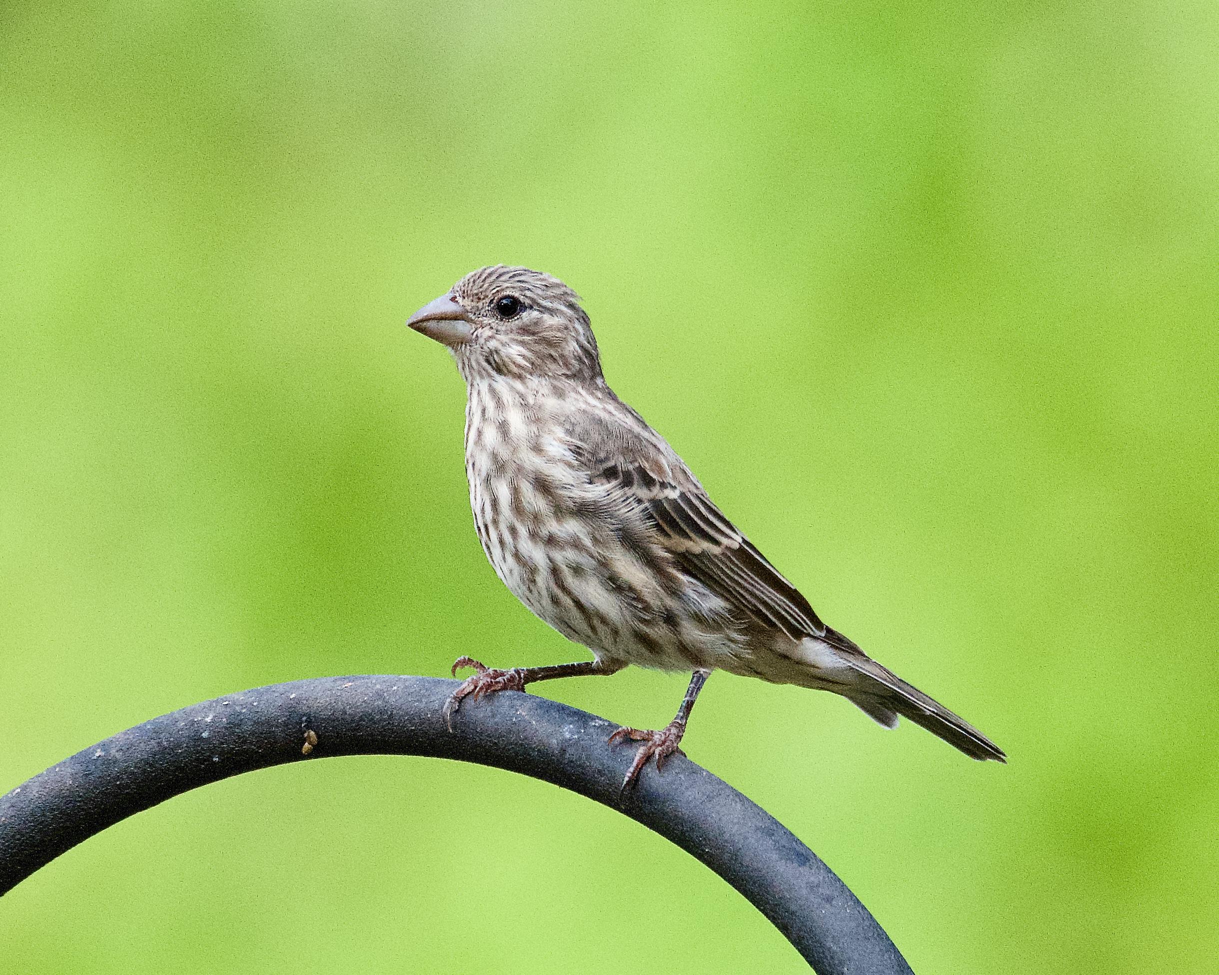 Grey Singing Finch Perching on the Gate · Free Stock Photo