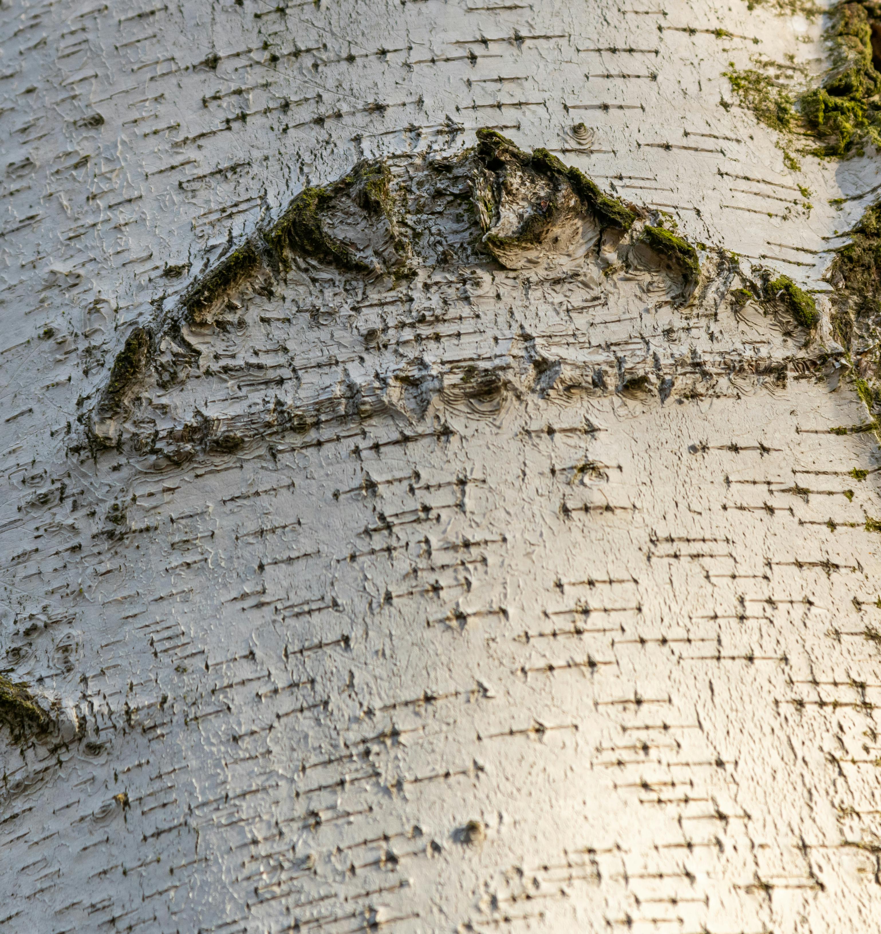 Close-up of Tree Stump · Free Stock Photo