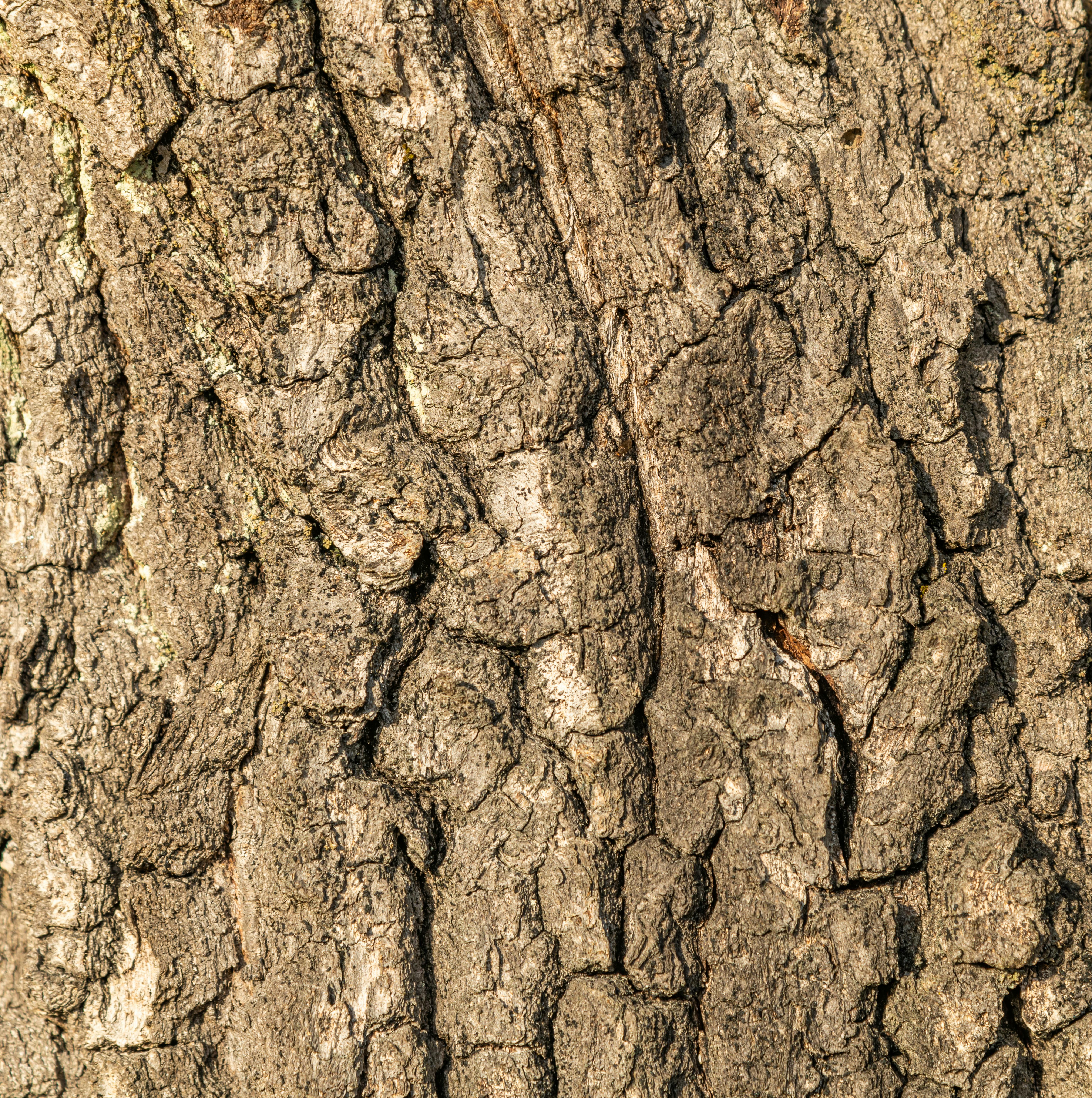 Close-up of Tree Stump · Free Stock Photo