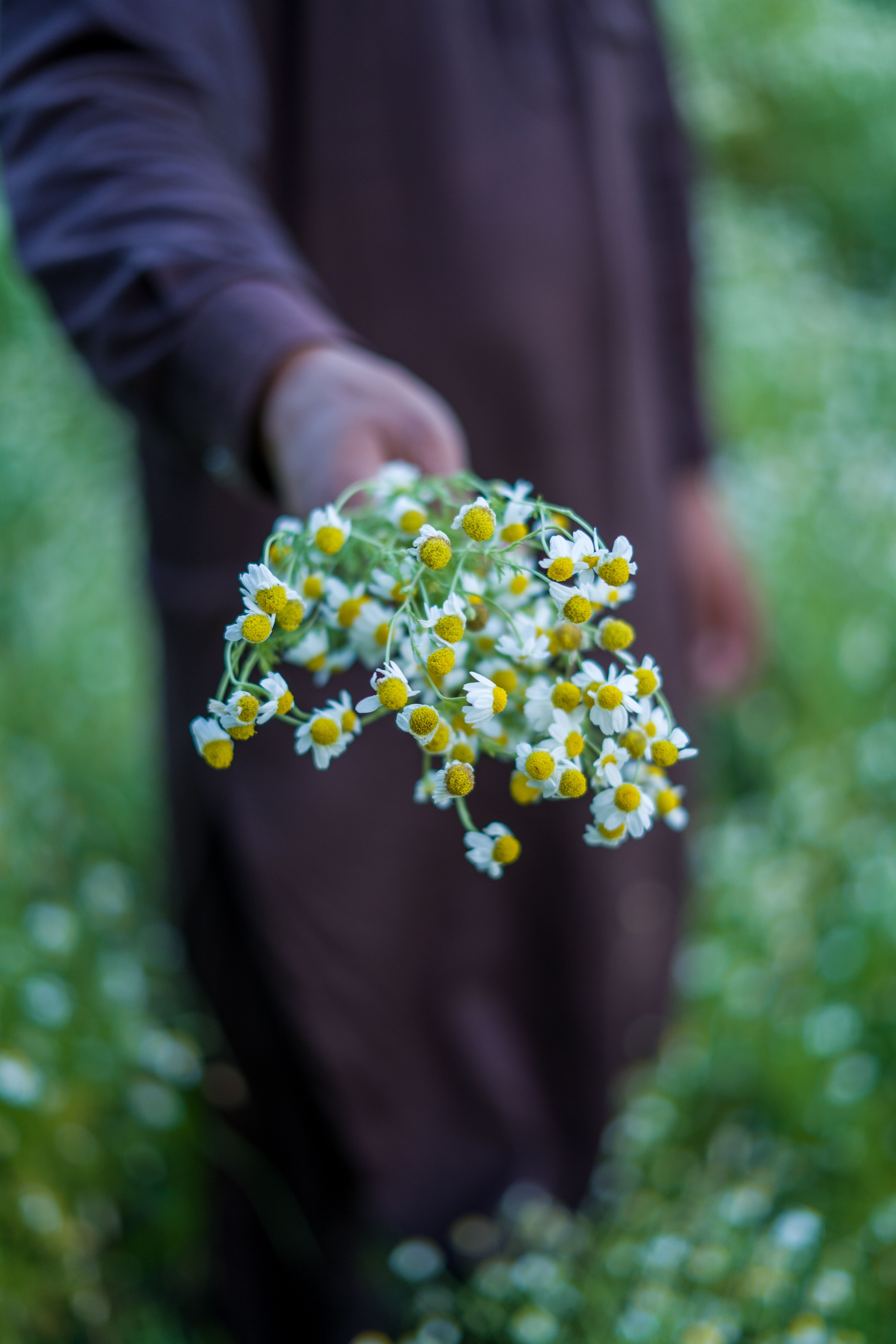 Bouquet of Chamomile Flowers · Free Stock Photo