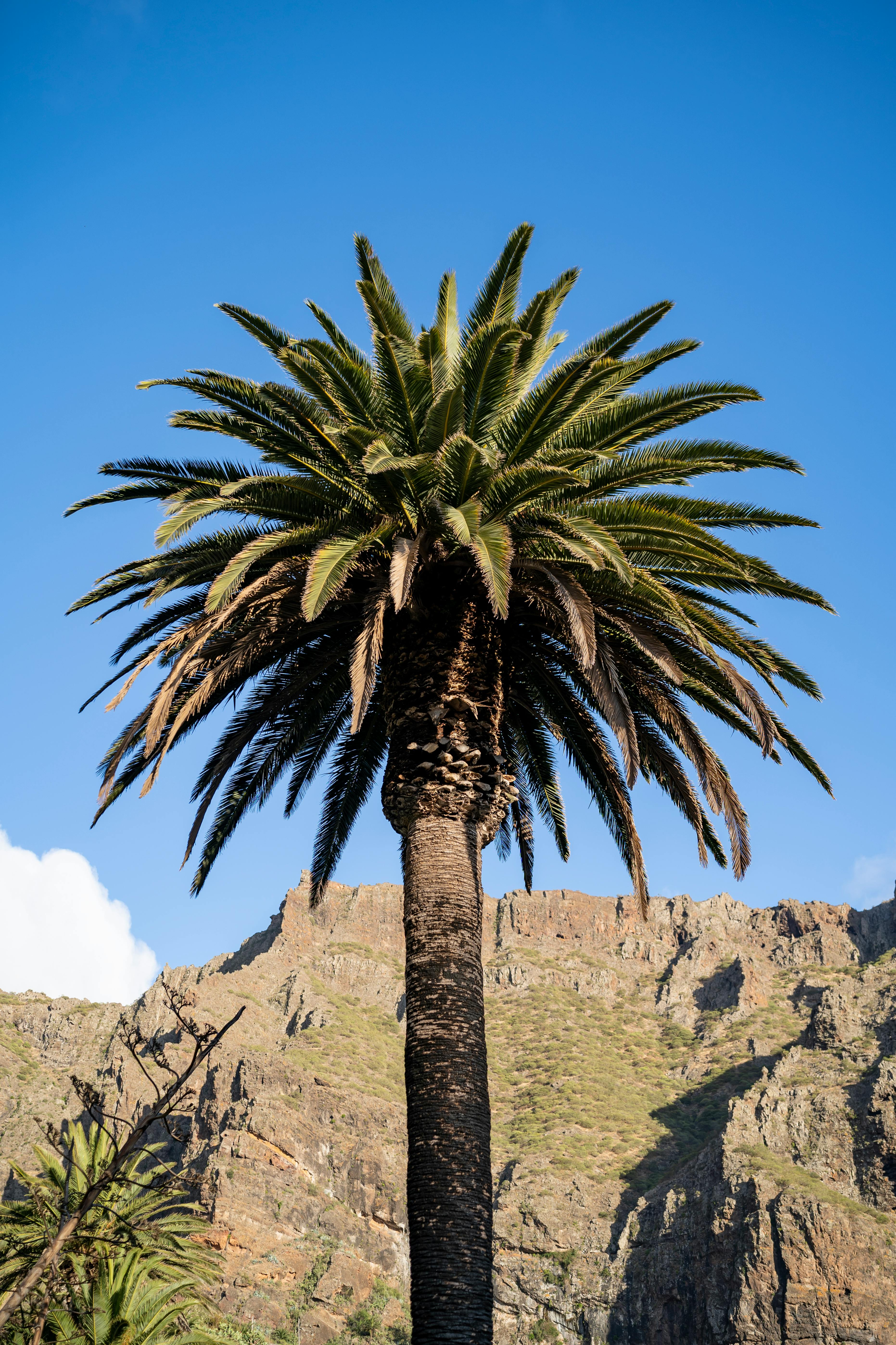 Desert Palm Photos, Download The BEST Free Desert Palm Stock Photos ...