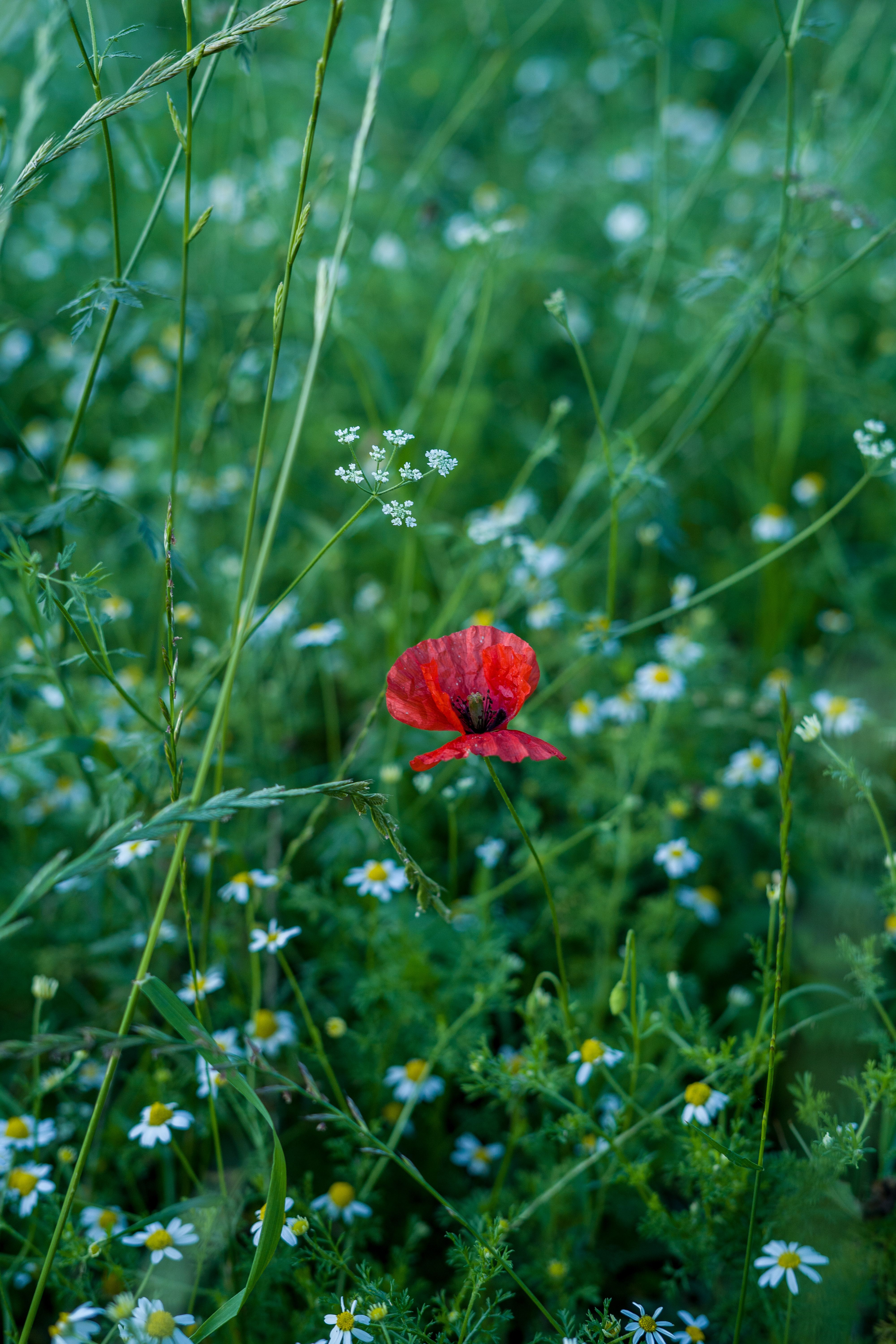 Close-up of Poppies on a Field · Free Stock Photo