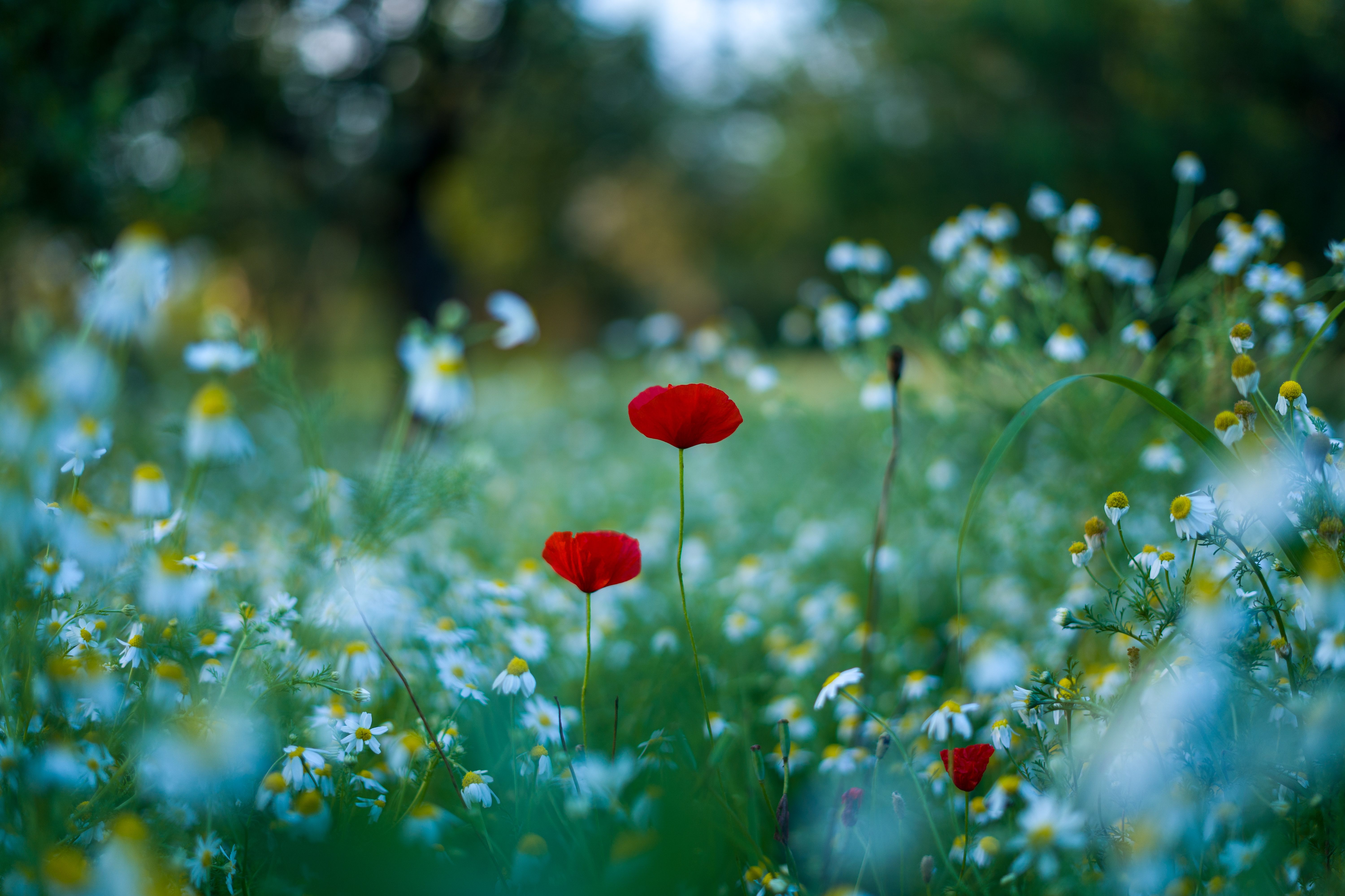 Spring Season Photos, Download The BEST Free Spring Season Stock Photos ...