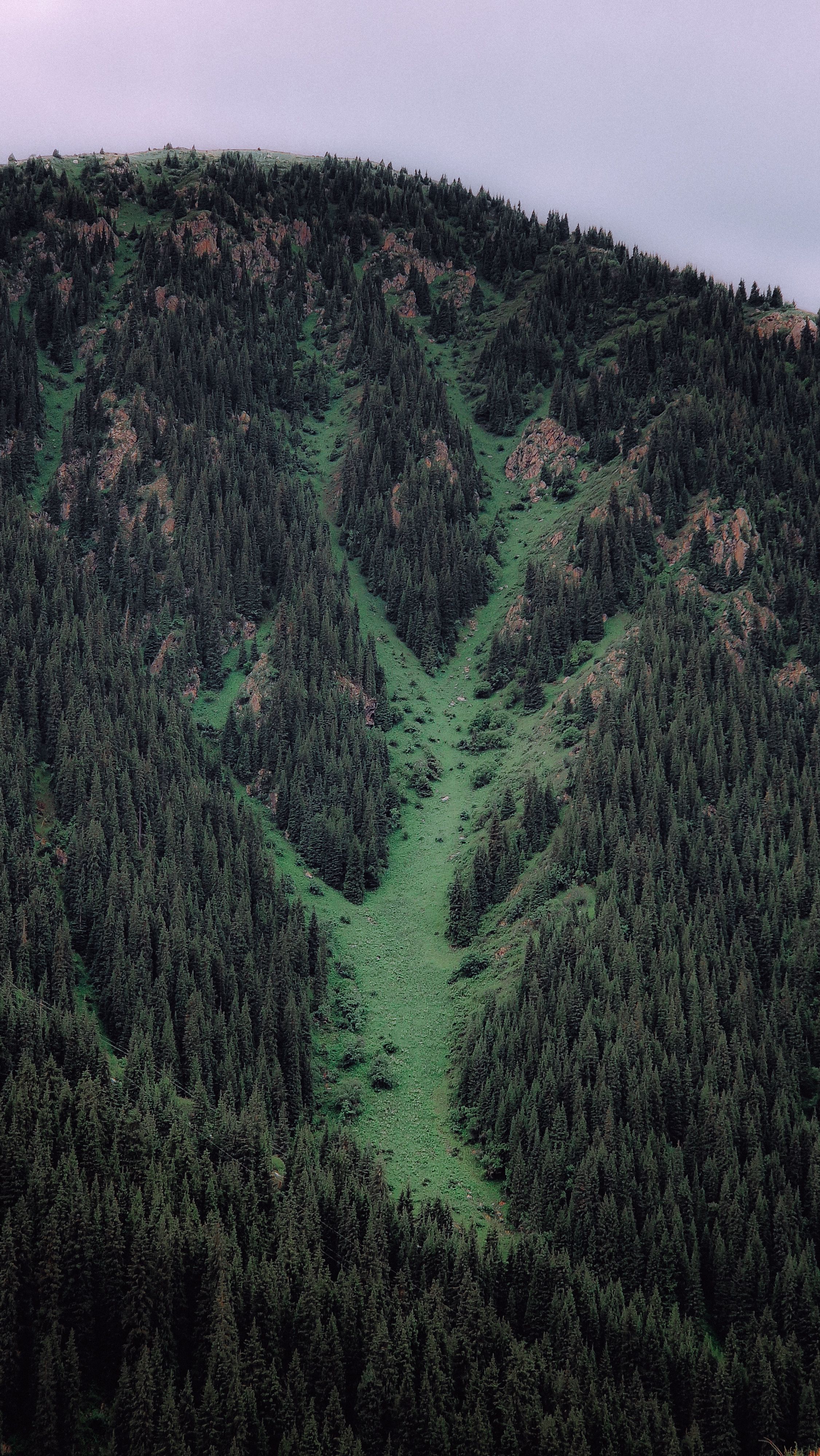 Forest on Hill · Free Stock Photo