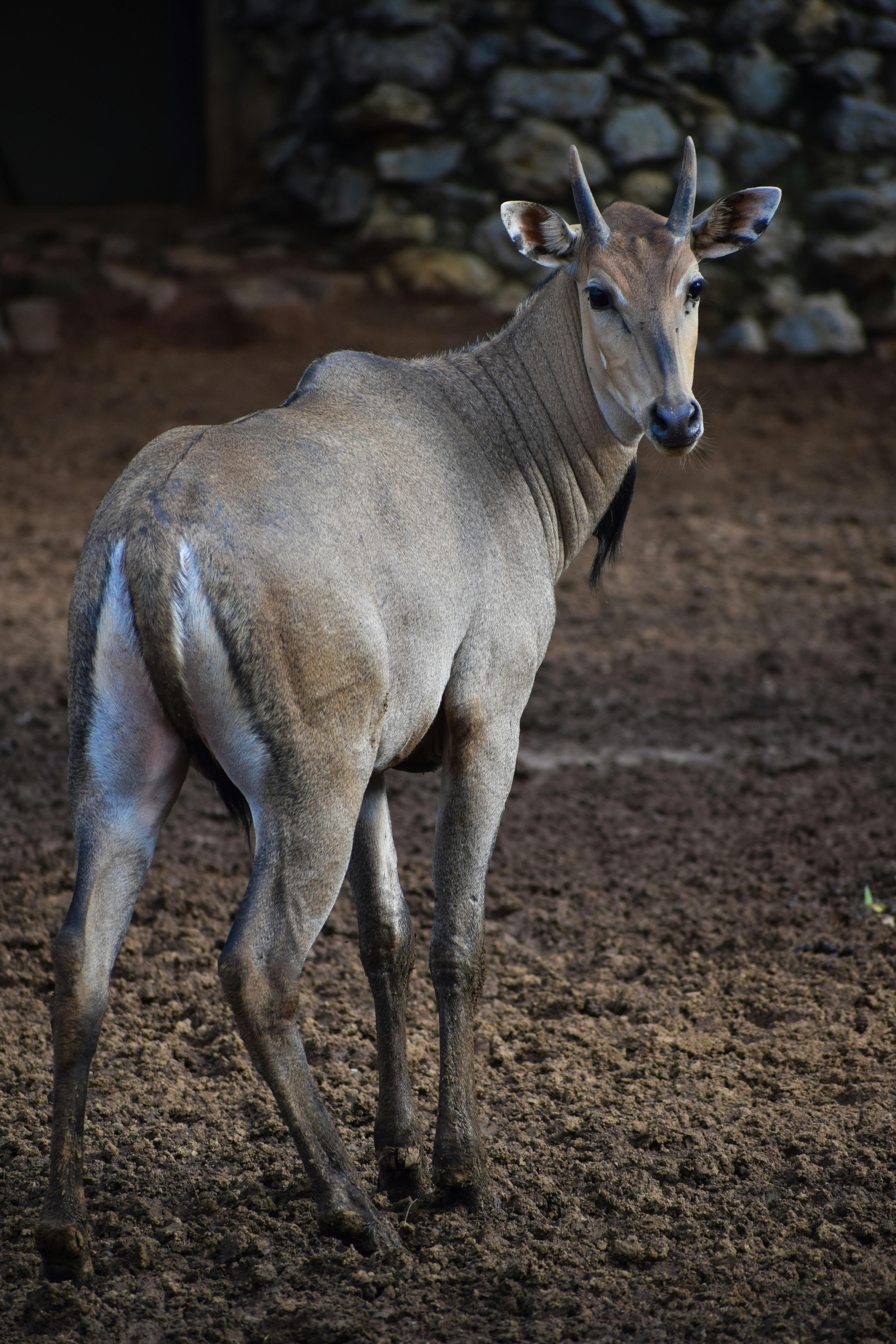 Nilgai Antelope at Farm · Free Stock Photo