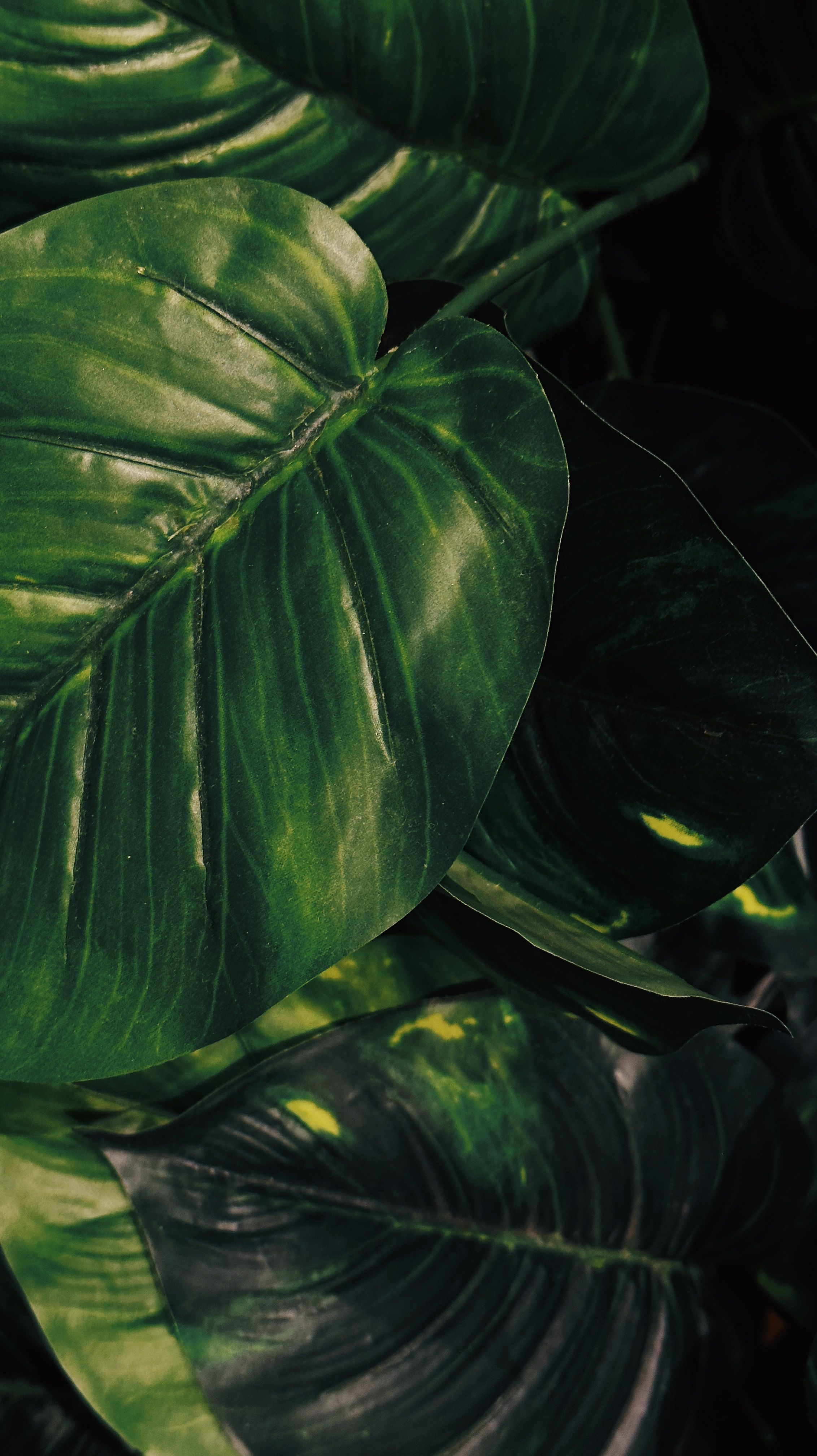Close-up Dark Green Tropical Plant Leaves · Free Stock Photo