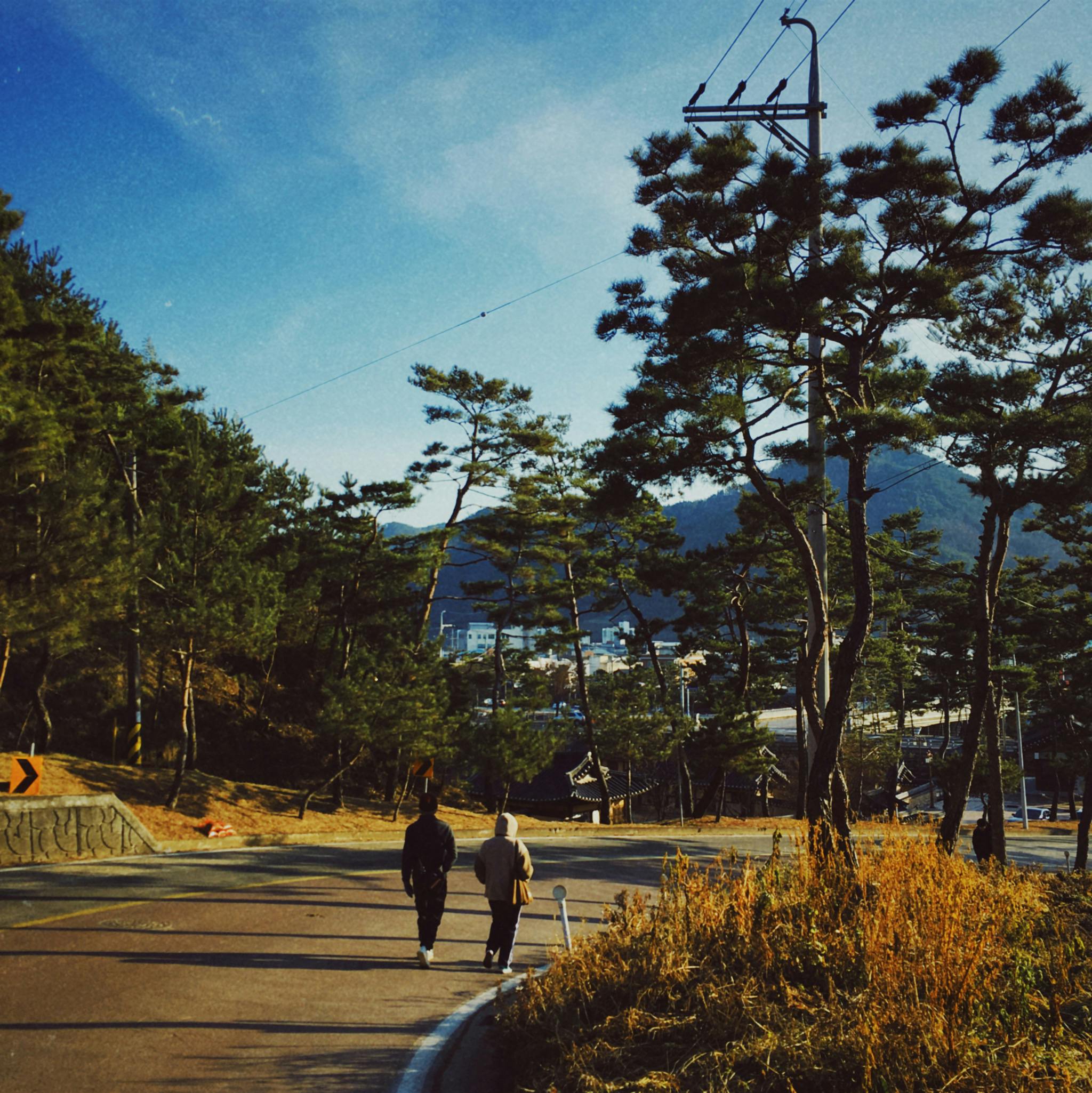 Korean Tree Photos, Download The BEST Free Korean Tree Stock Photos ...