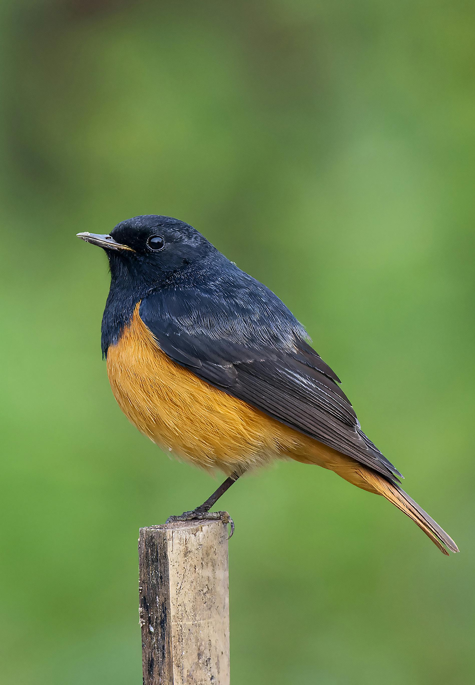 Blue-fonted Redstart Bird · Free Stock Photo