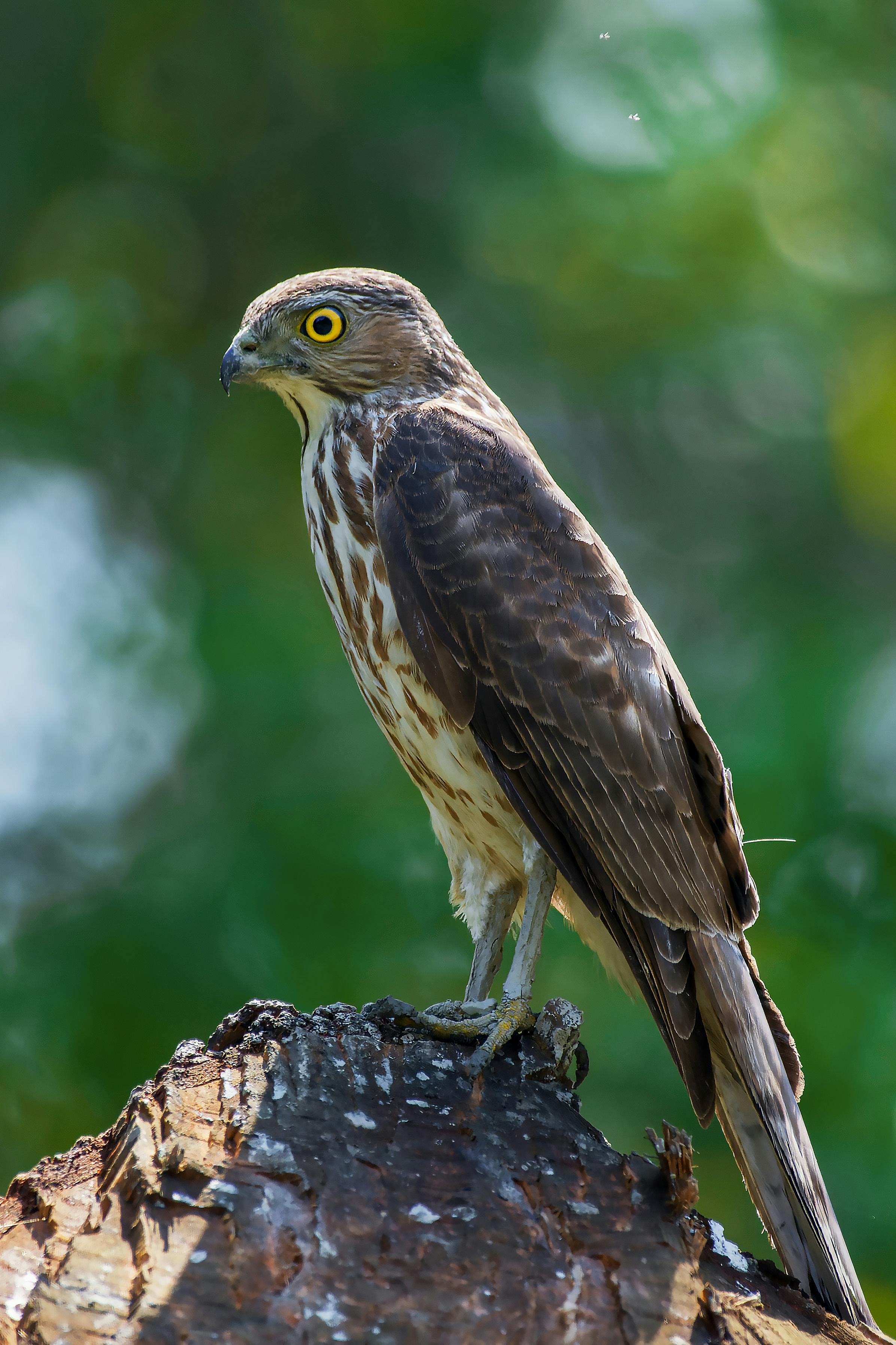 Shikra Bird in Nature · Free Stock Photo