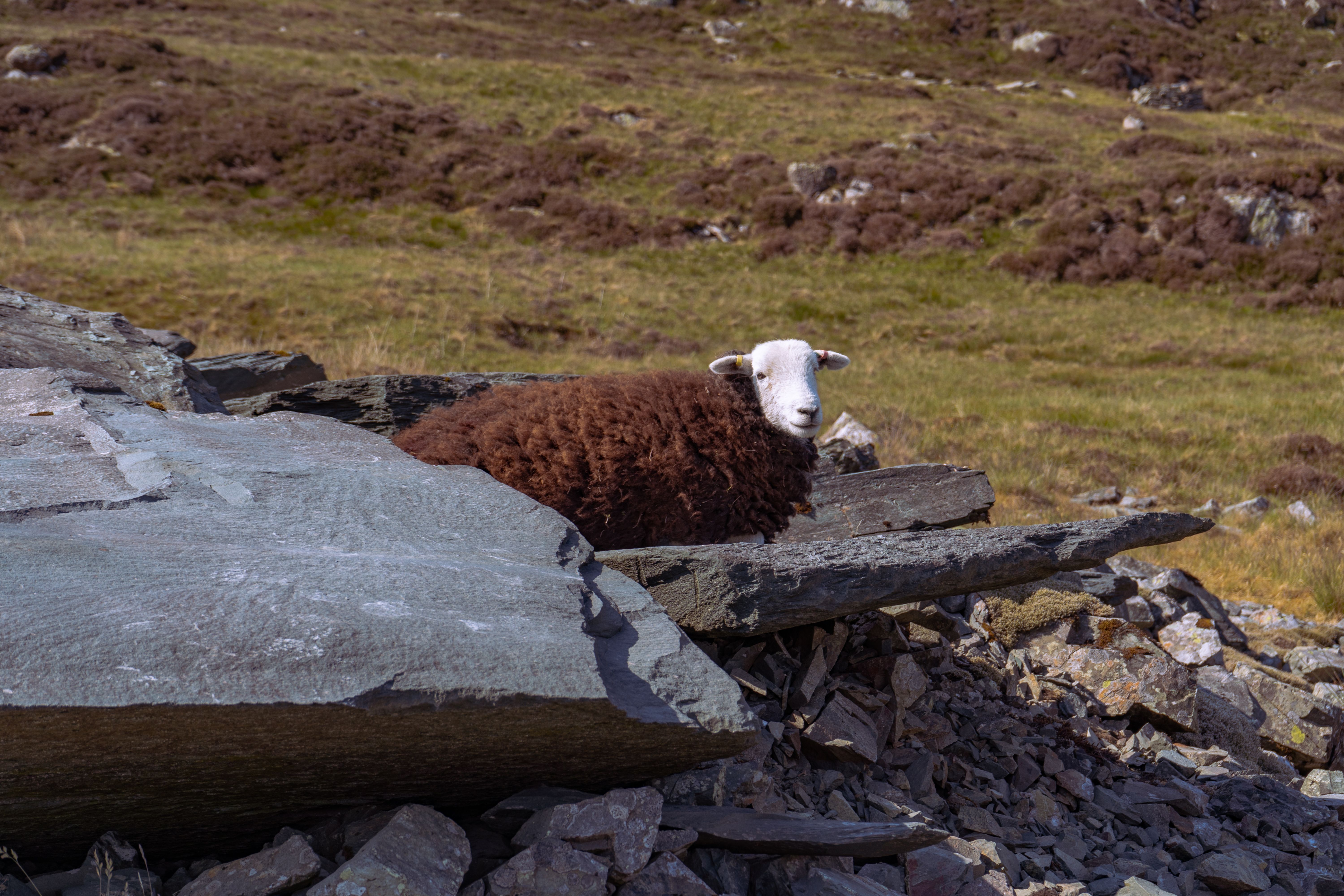 A Sheep Lying on a Rocky Surface on a Mountain Pasture · Free Stock Photo