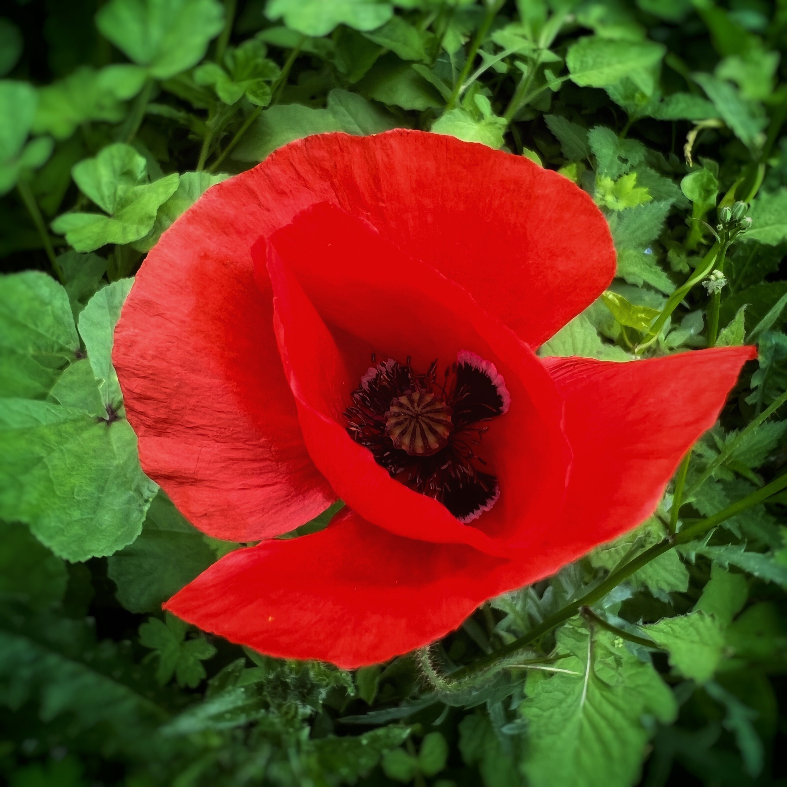 Close Up Photo of Orange Petaled Flower · Free Stock Photo
