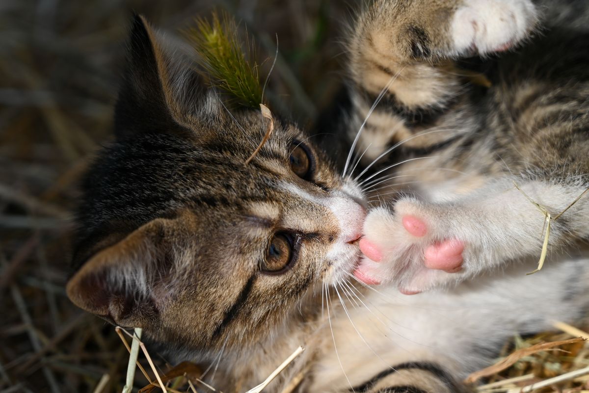 Understanding Genetic Diseases in Cats: Symptoms & Care