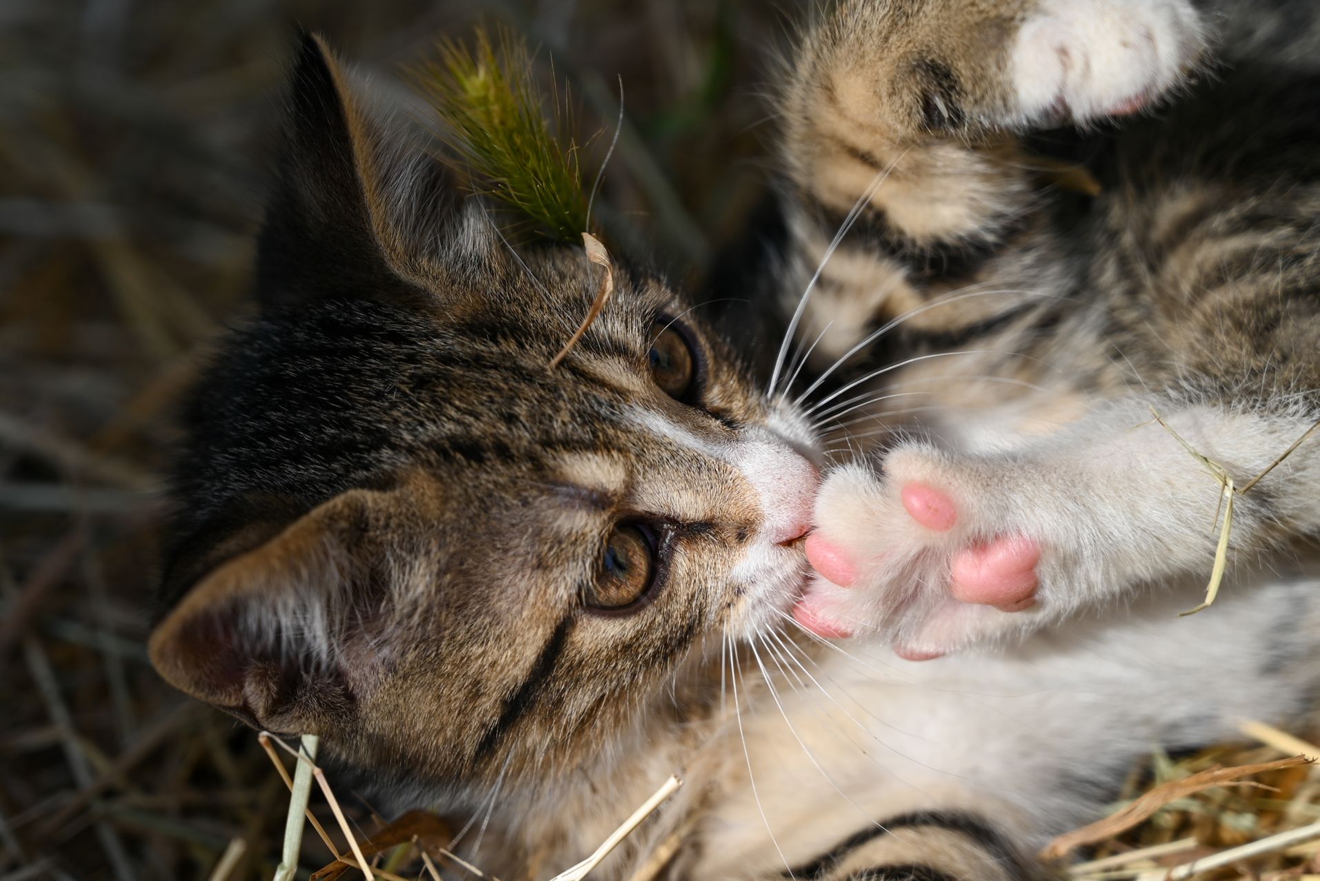 Understanding Genetic Diseases in Cats: Symptoms & Care