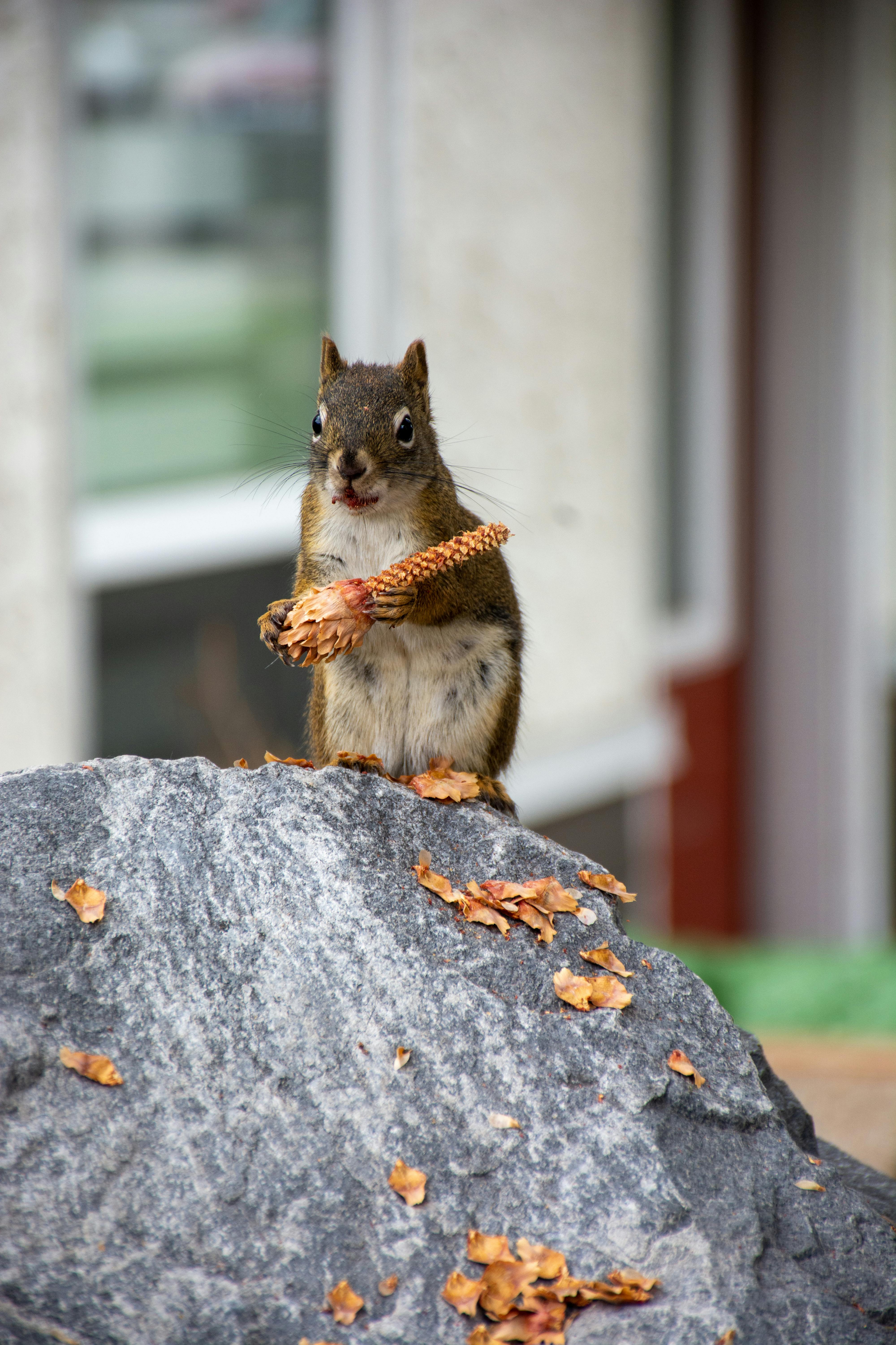 Squirrel on Stone · Free Stock Photo