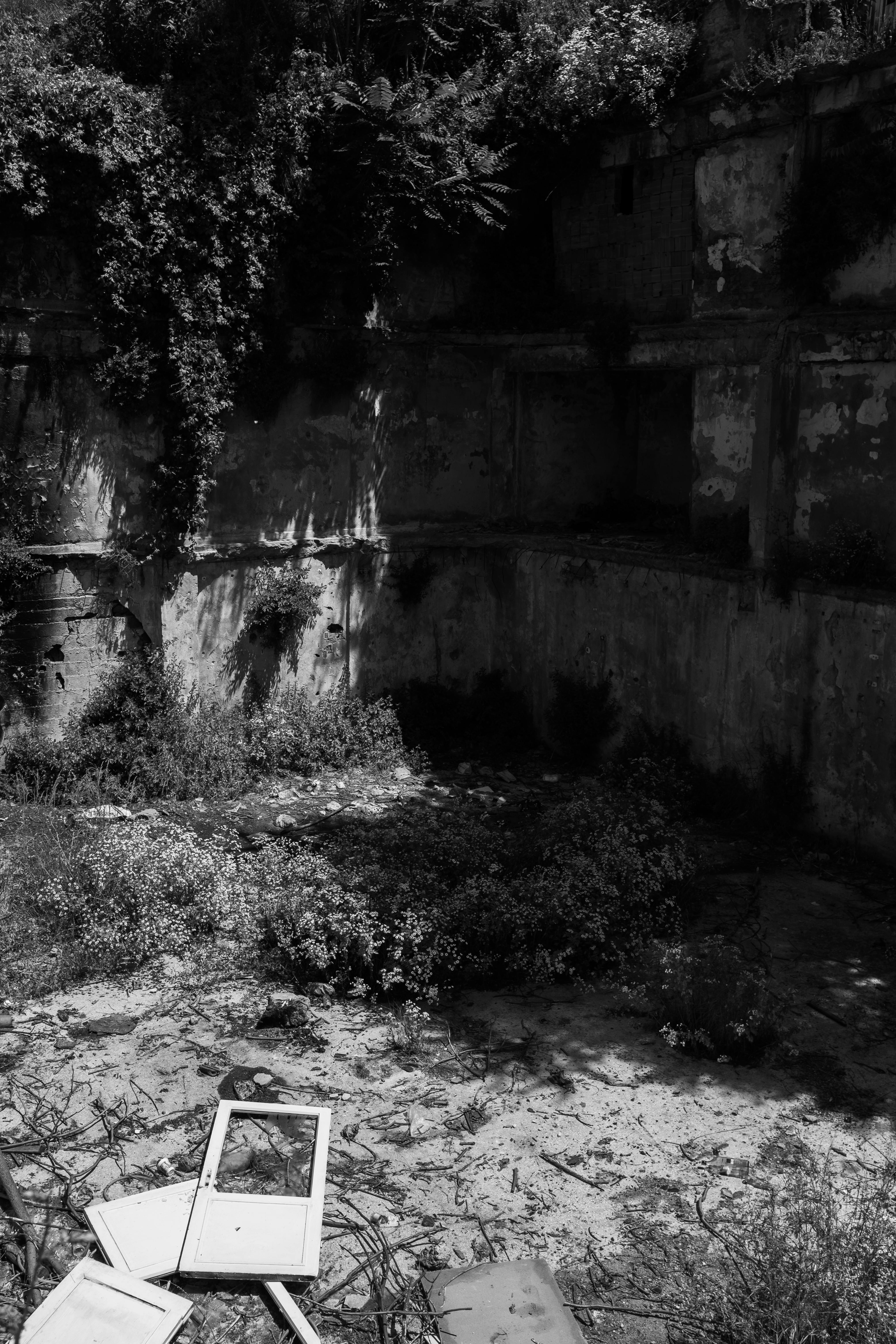 Overgrown Back Yard · Free Stock Photo