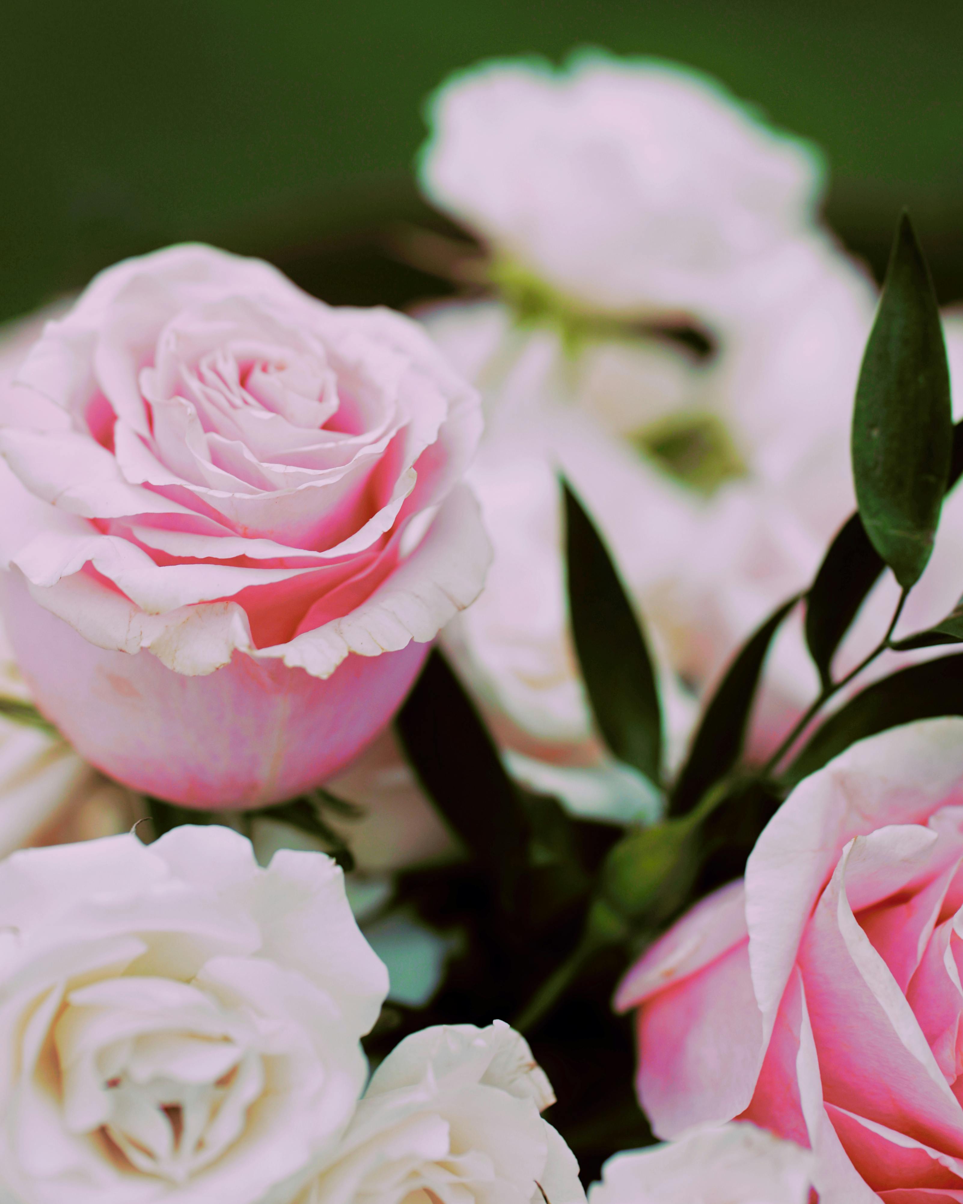 Arrangement of Pink Roses · Free Stock Photo
