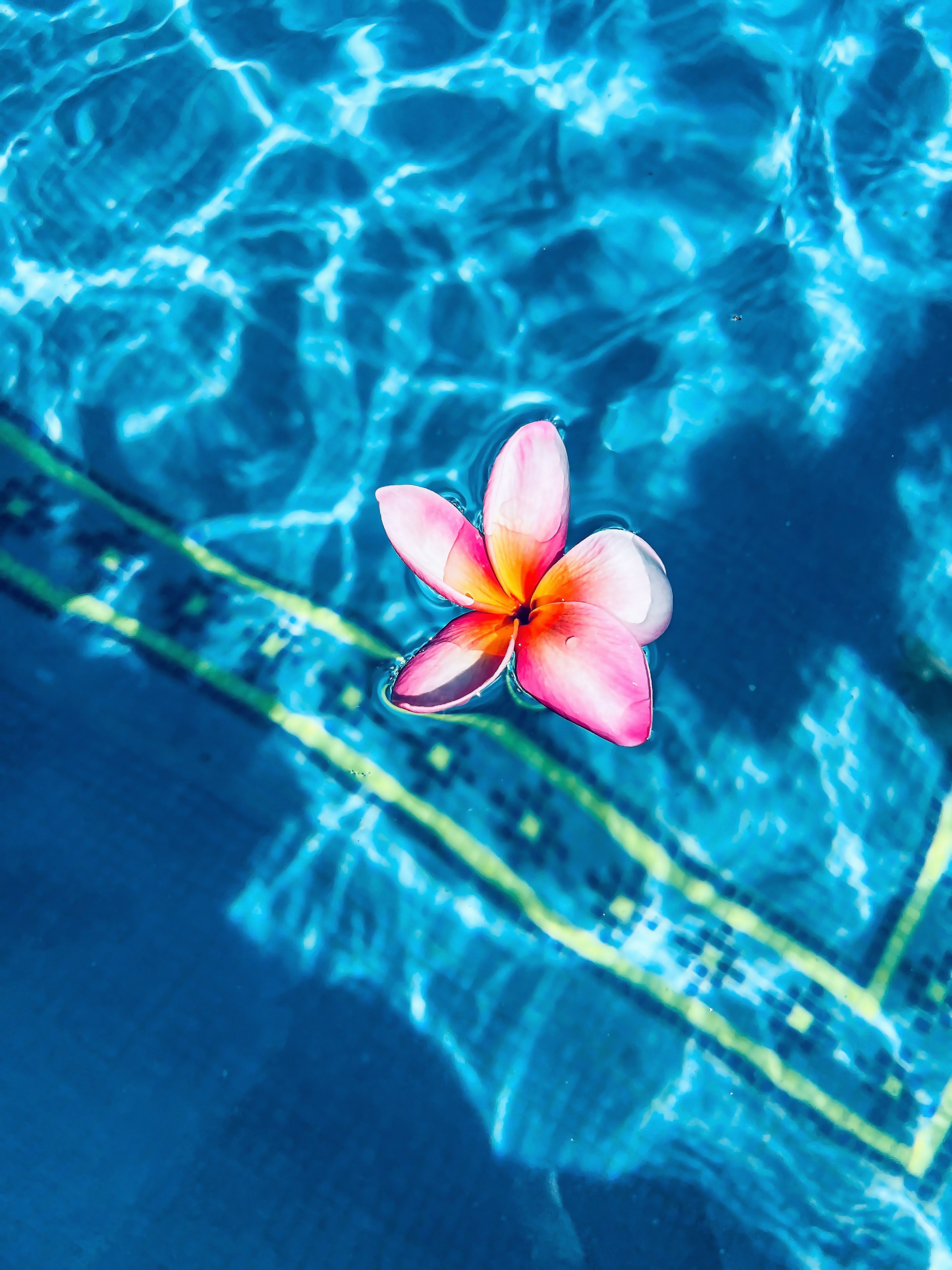 Pink Flower Floating on the Water in the Swimming Pool · Free Stock Photo