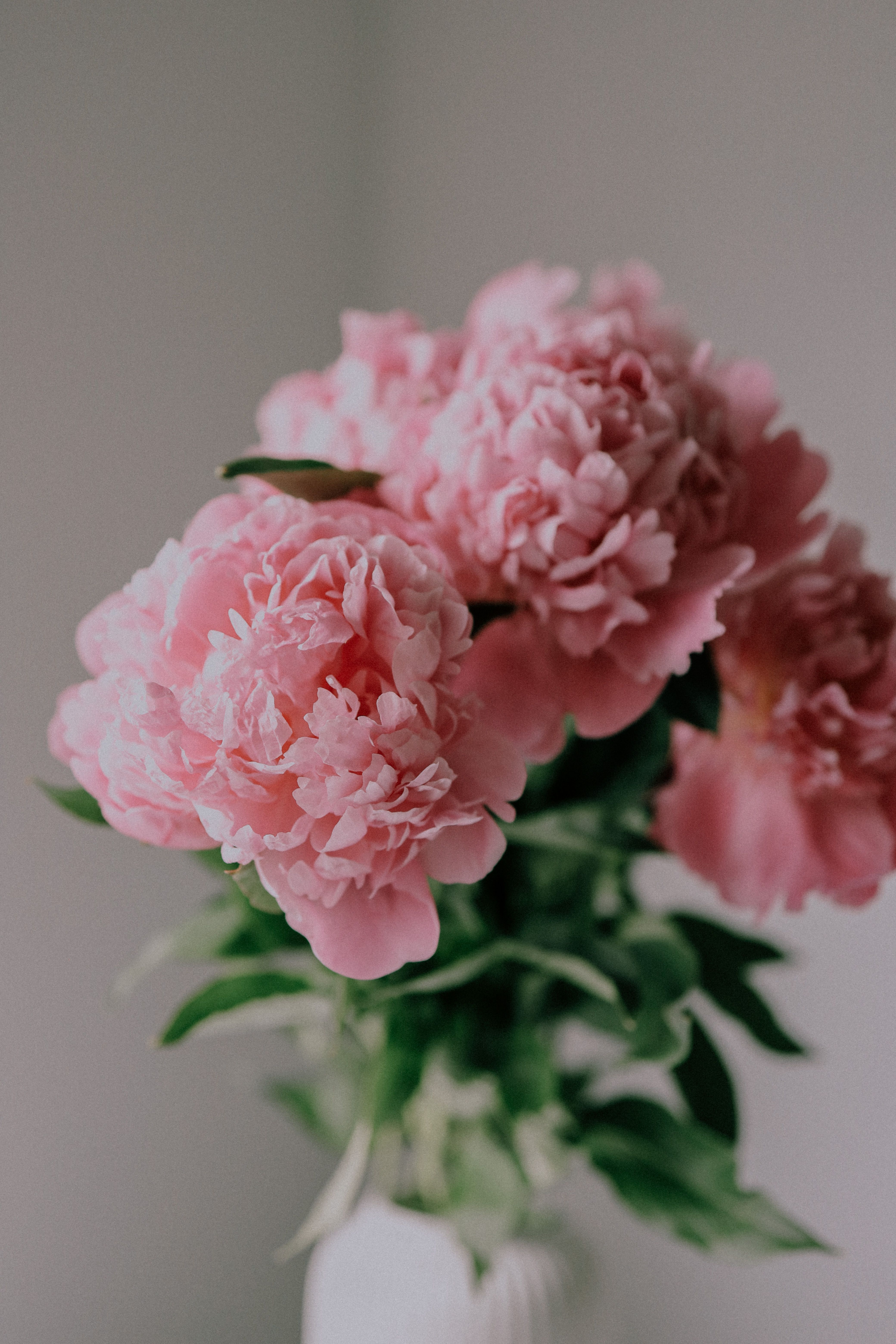 Angel S Breath Flowers Photos, Download The BEST Free Angel S Breath ...