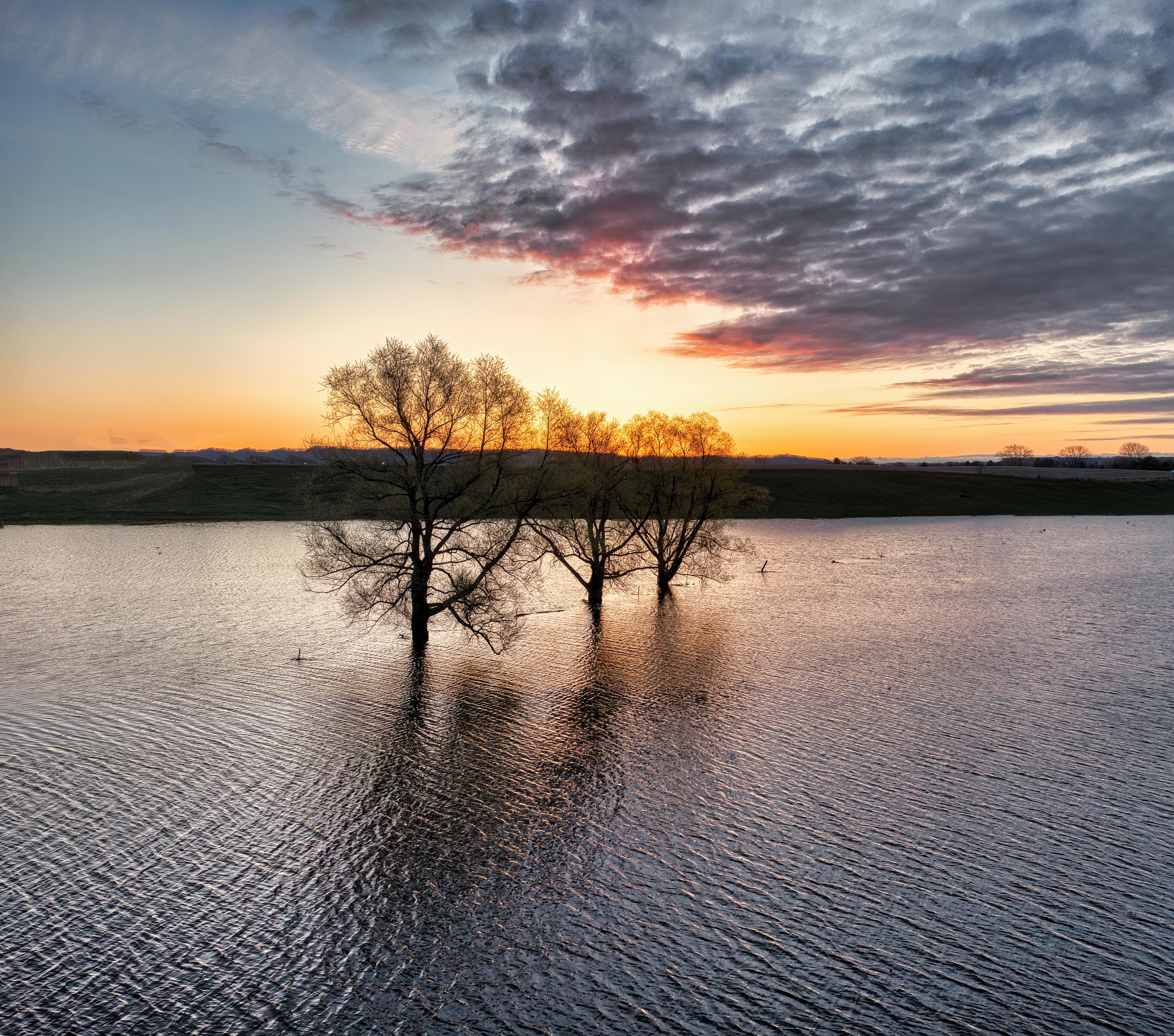 Trees in River at Sunset · Free Stock Photo