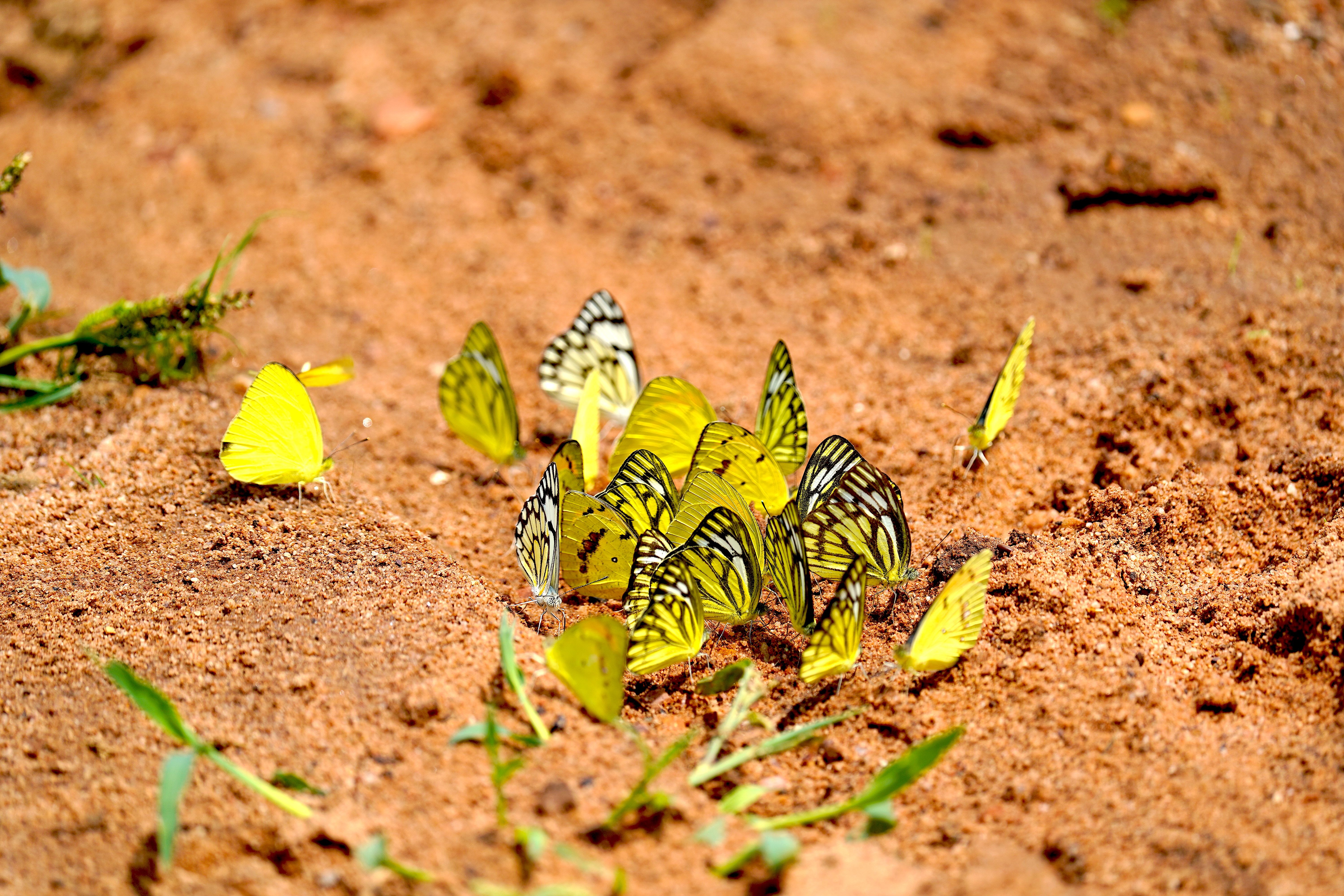 Butterflies on Ground · Free Stock Photo