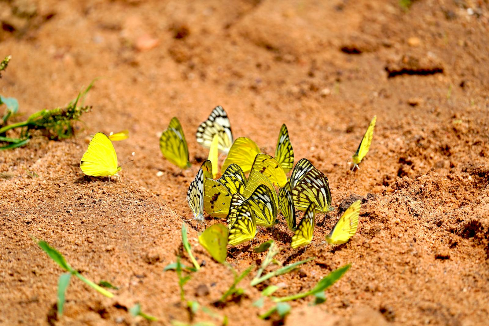 Butterflies Nature Photos, Download The BEST Free Butterflies Nature ...