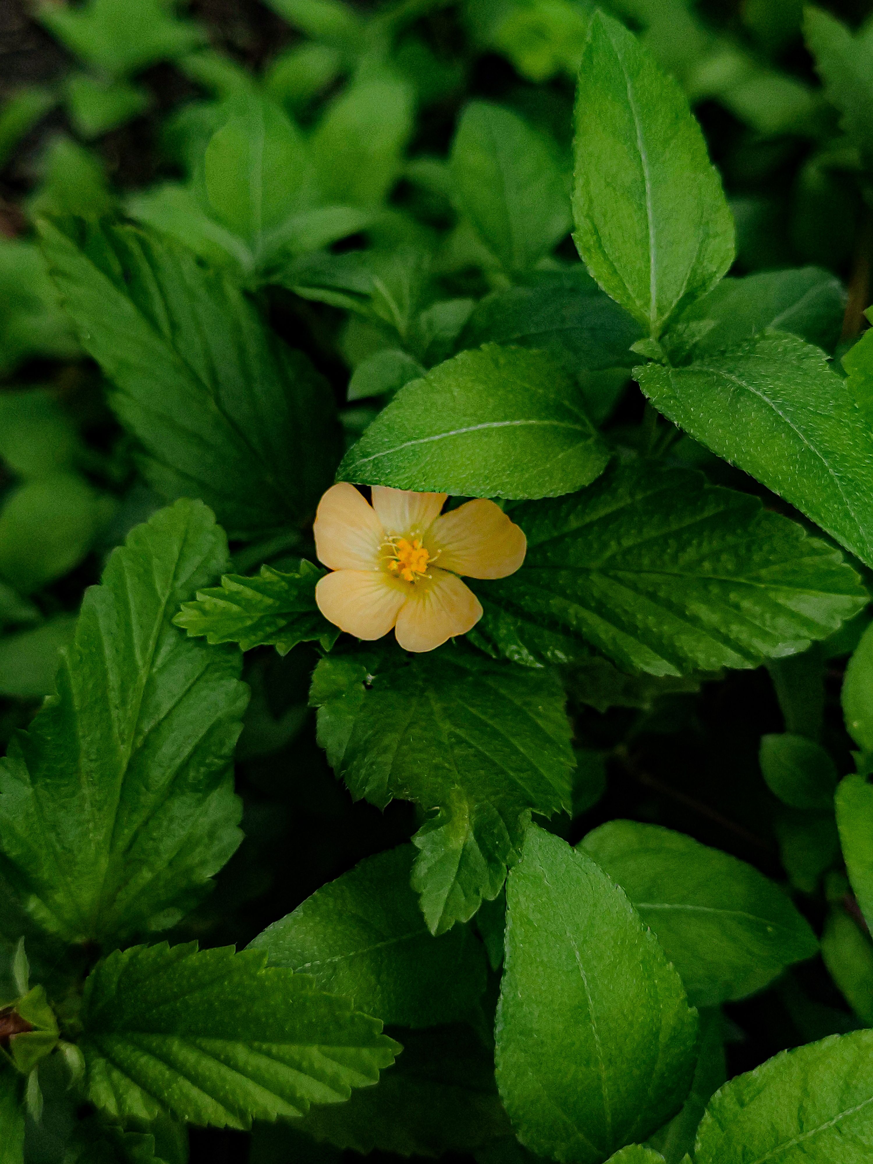 Yellow Flower among Leaves · Free Stock Photo