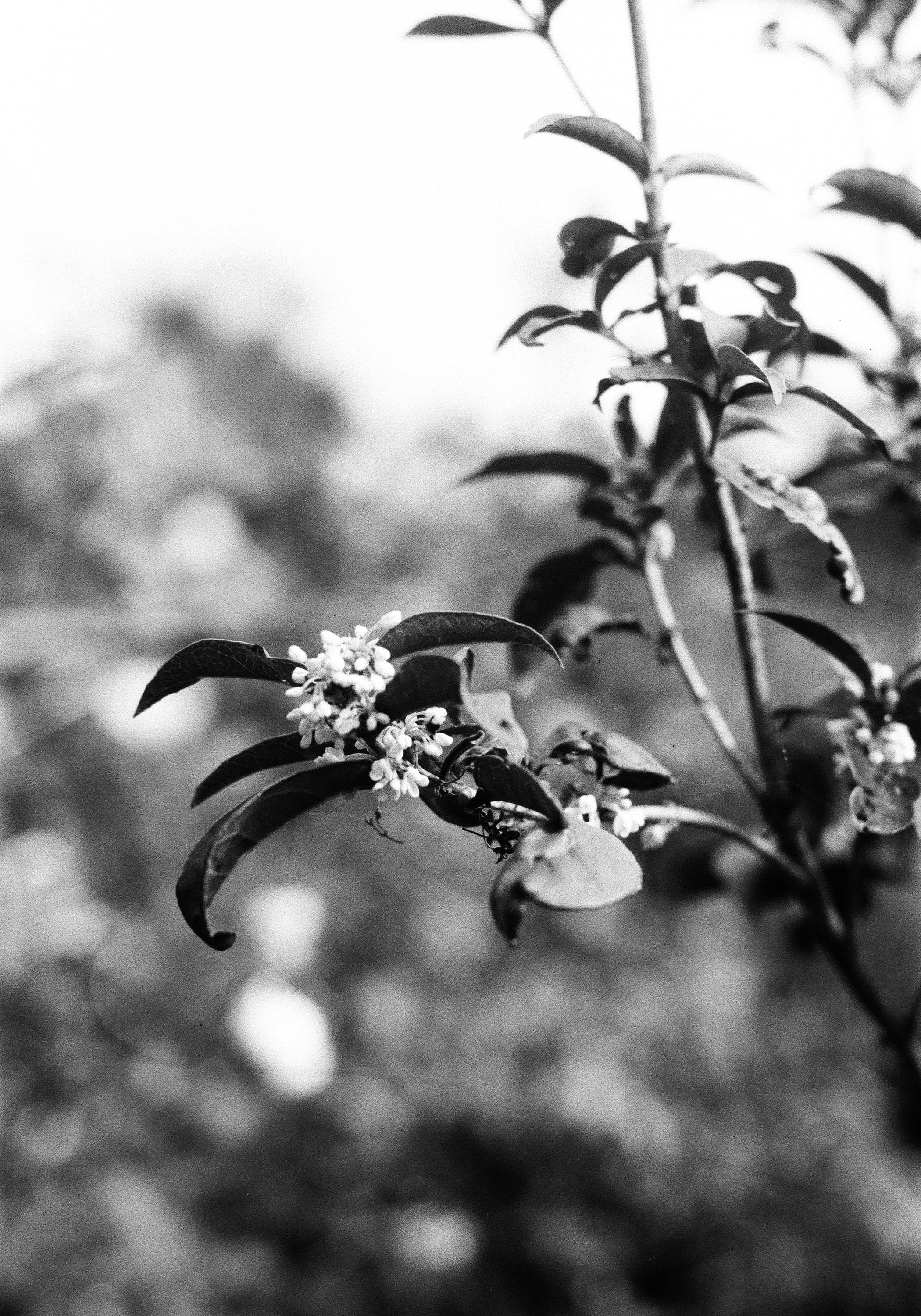 Black and White Photo of a Flowering Tree Branch · Free Stock Photo