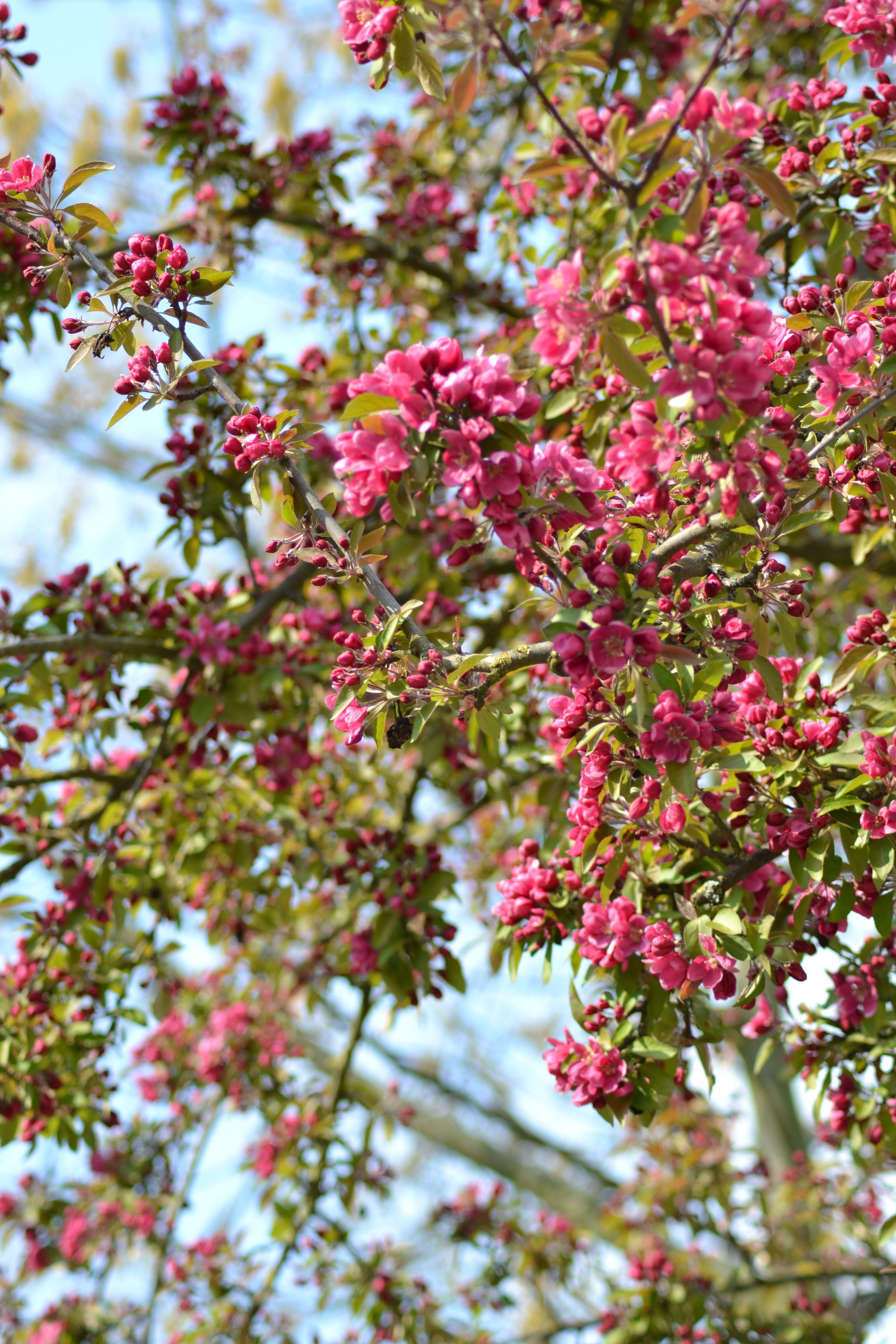 Free stock photo of flower, orange, spring flower