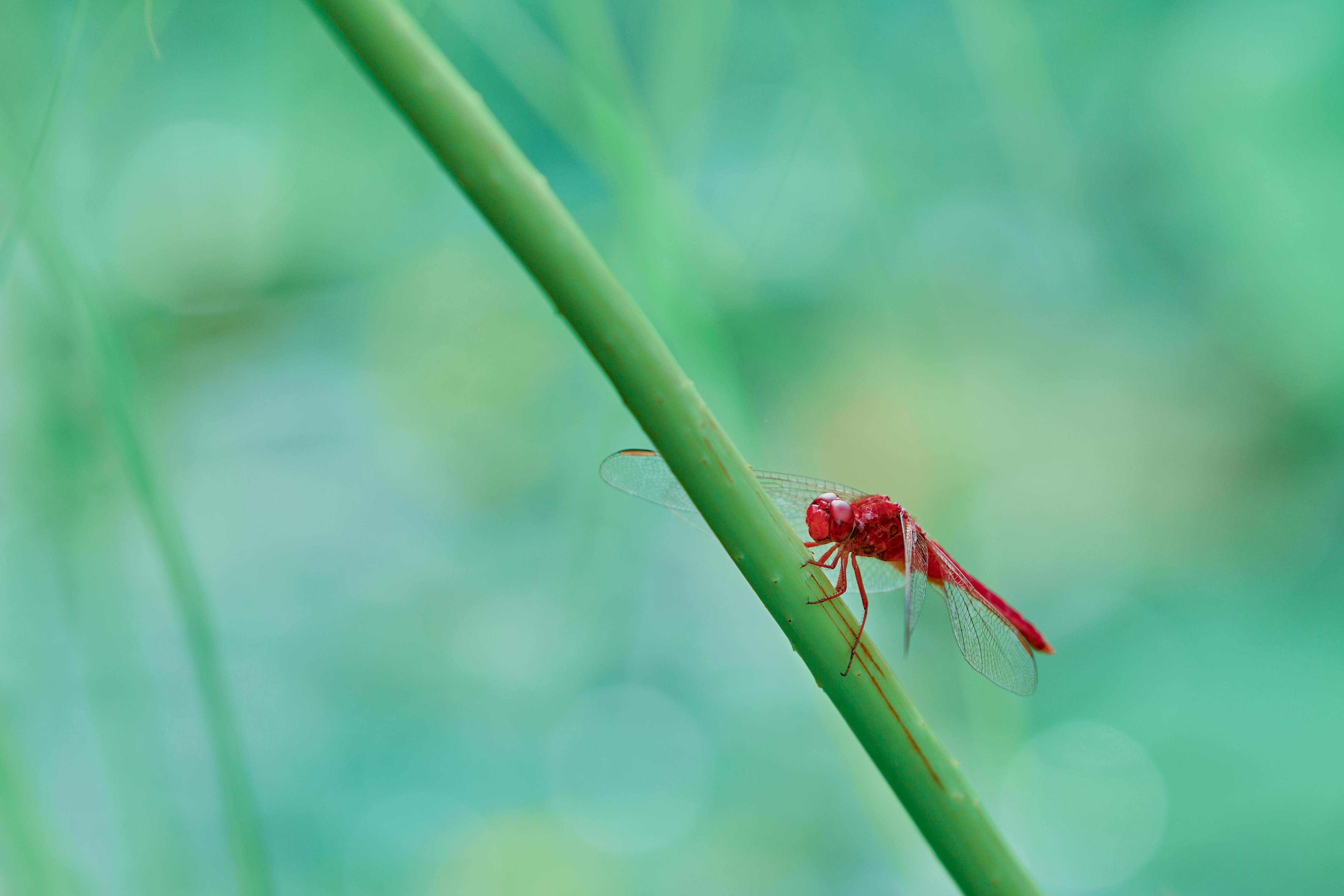 Capung Kuning Dan Hitam Di Batang Hijau Pada Siang Hari · Foto Stok Gratis
