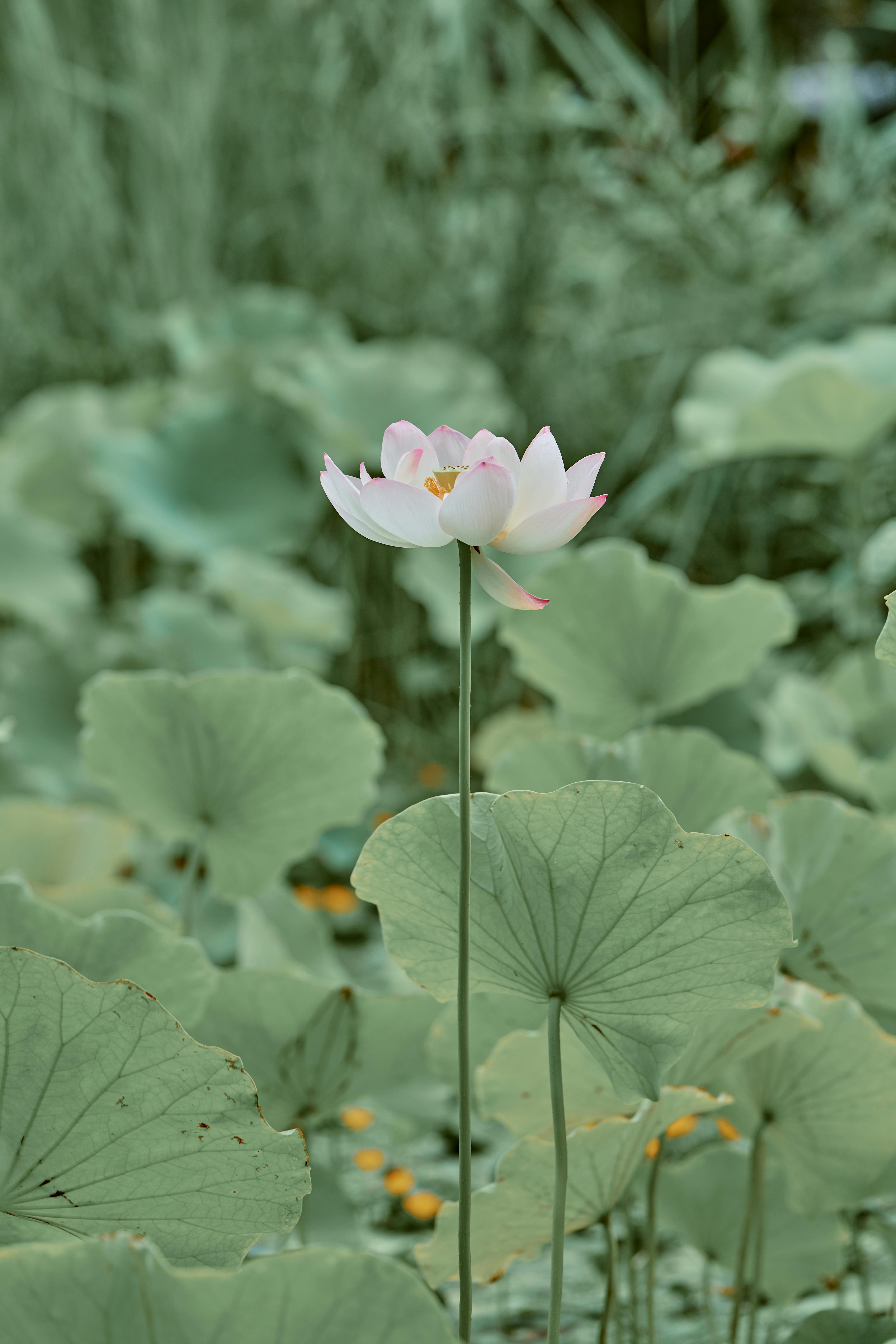 Single Lotus Flower among Leaves · Free Stock Photo